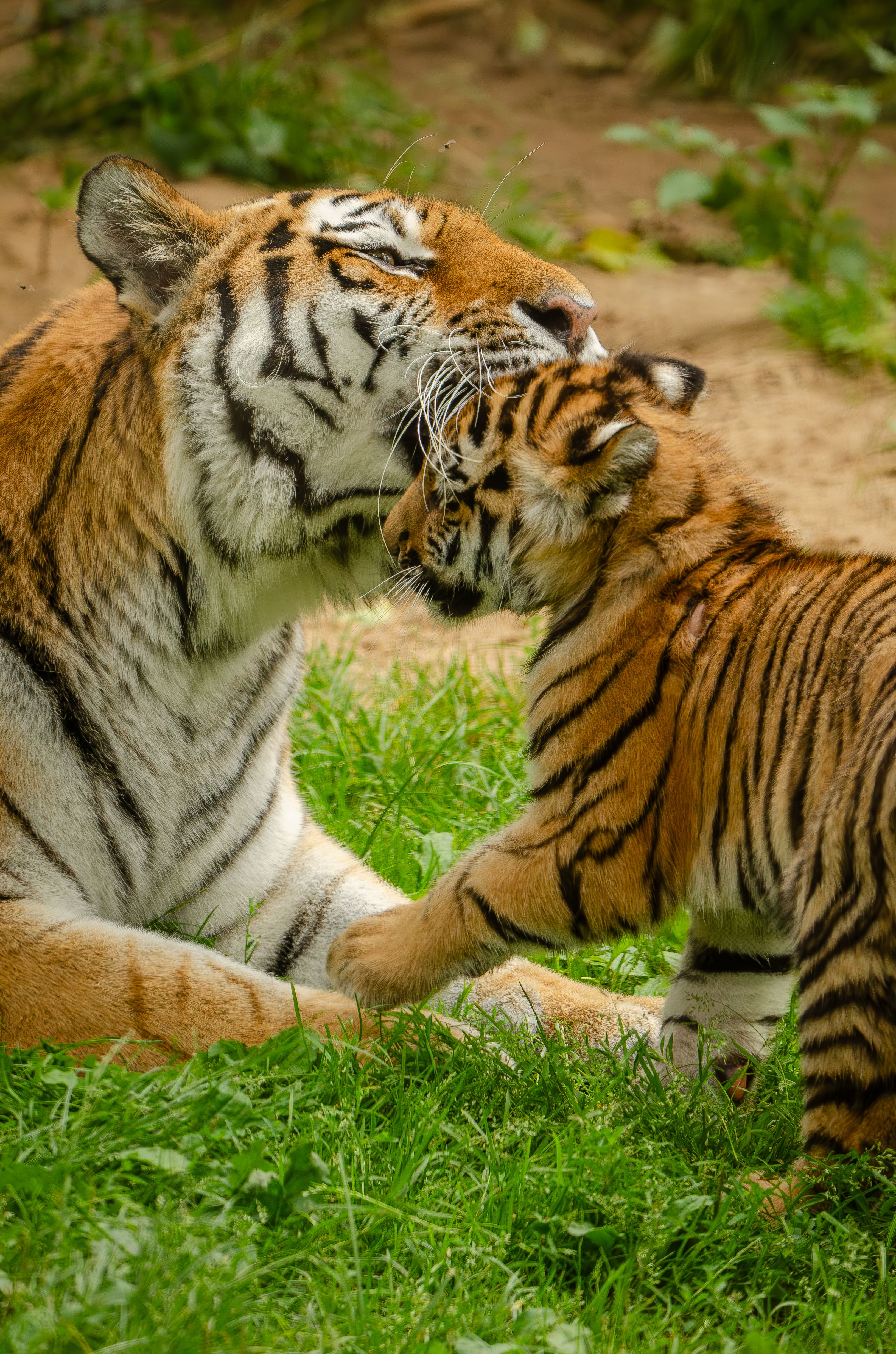 Tigerpfoten auf leisen Wegen · Free Stock Photo