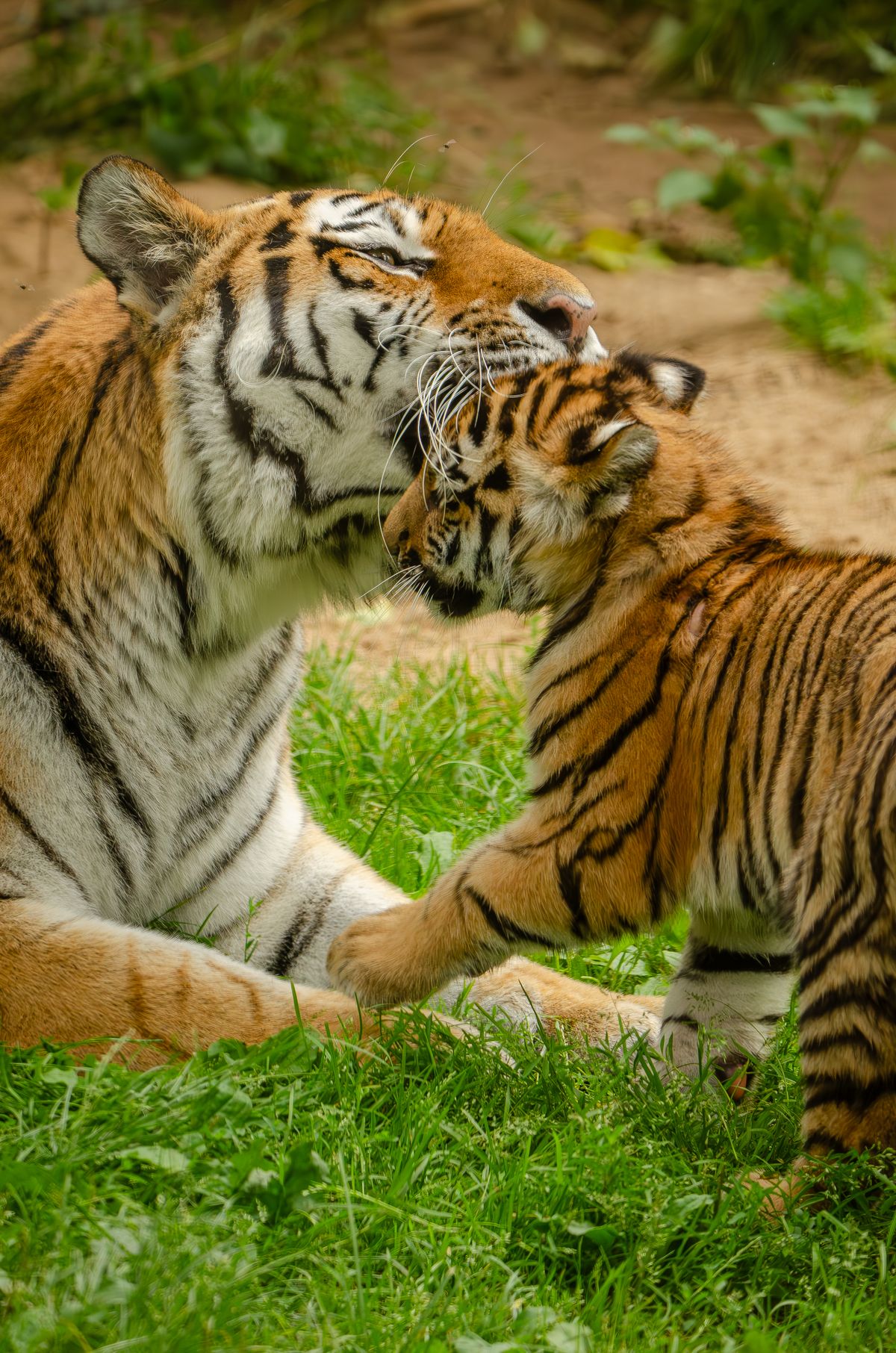 Tiger Cub Photos, Download The BEST Free Tiger Cub Stock Photos & HD Images