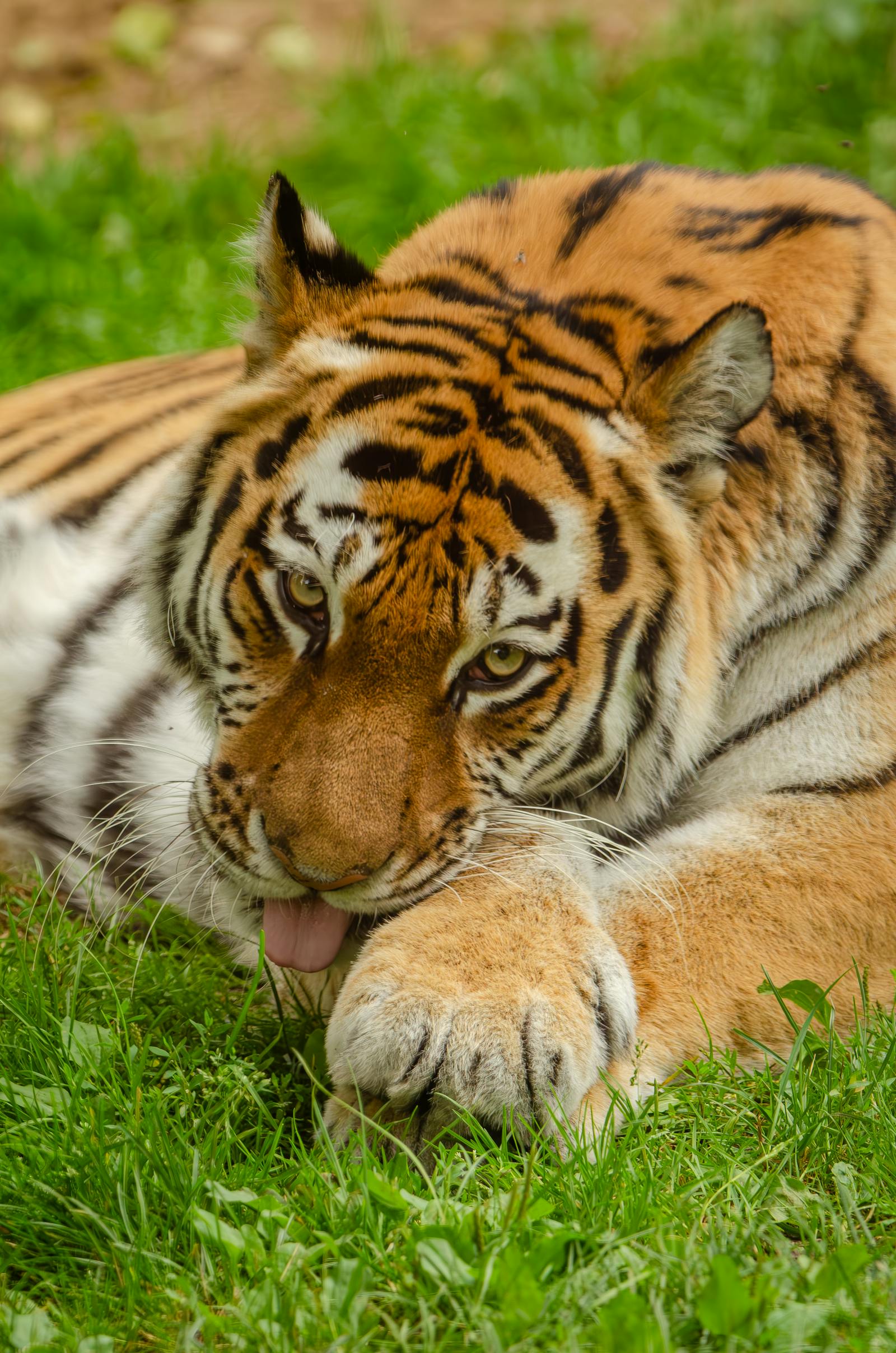 Tiger Cub Photos, Download The BEST Free Tiger Cub Stock Photos & HD Images