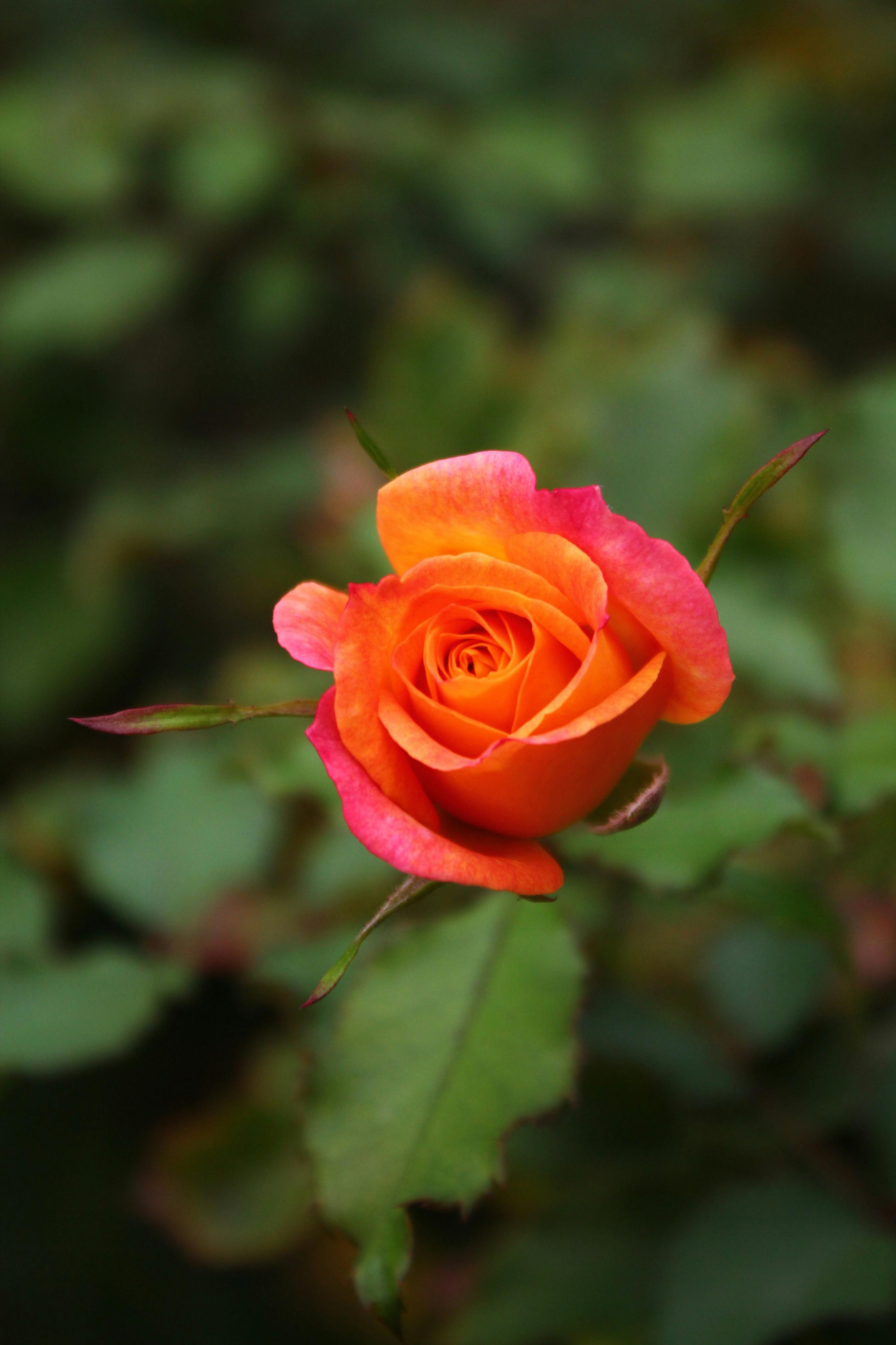 Faded Rose · Free Stock Photo