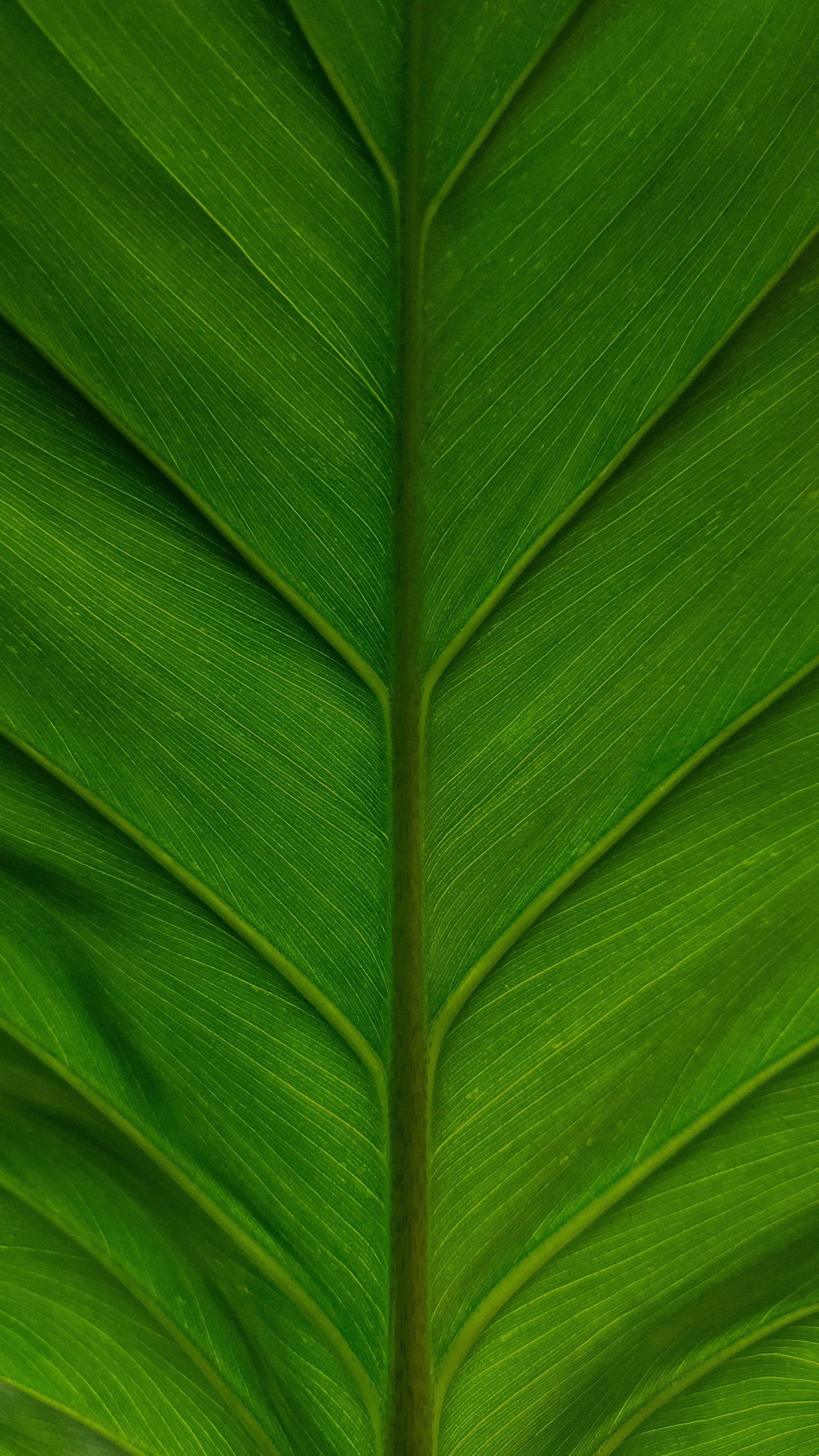 Bezplatná fotka z fotobanky na tému botanický, botanika, čerstvý ...
