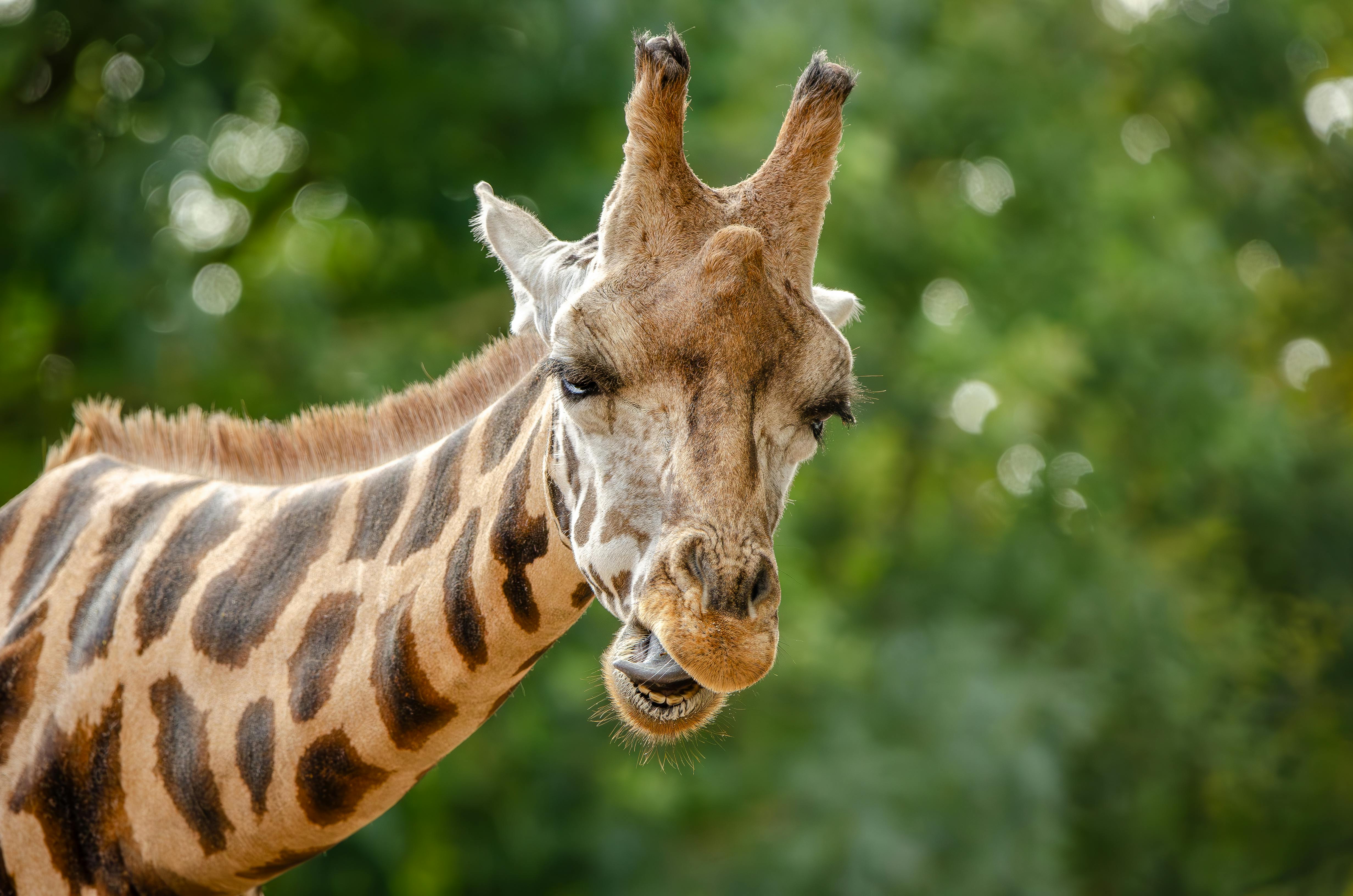 Foto de stock gratuita sobre áfrica, al aire libre, amante de los ...