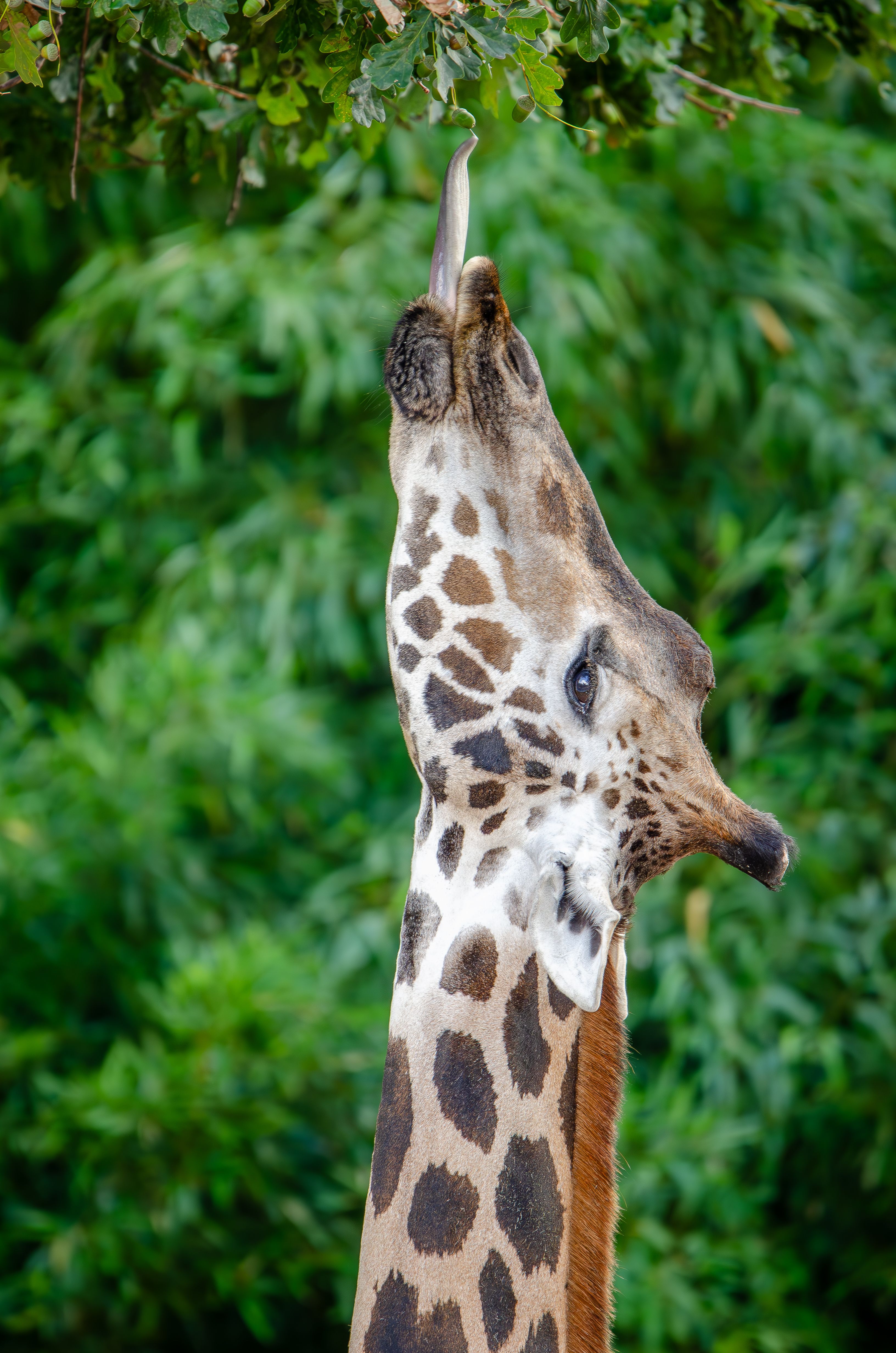 Animal In Savanah Photos, Download The BEST Free Animal In Savanah ...