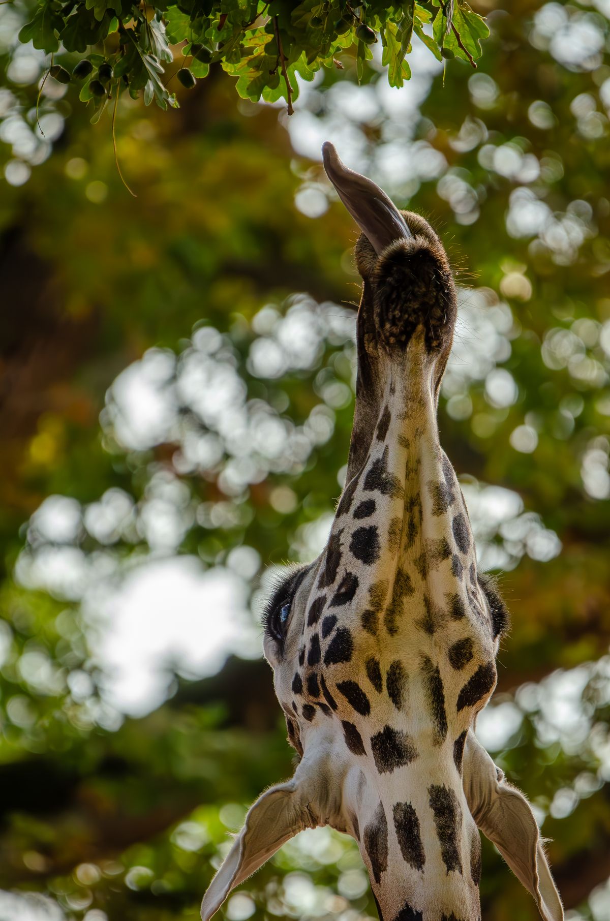 Giraffe Anatomy Photos, Download The BEST Free Giraffe Anatomy Stock ...