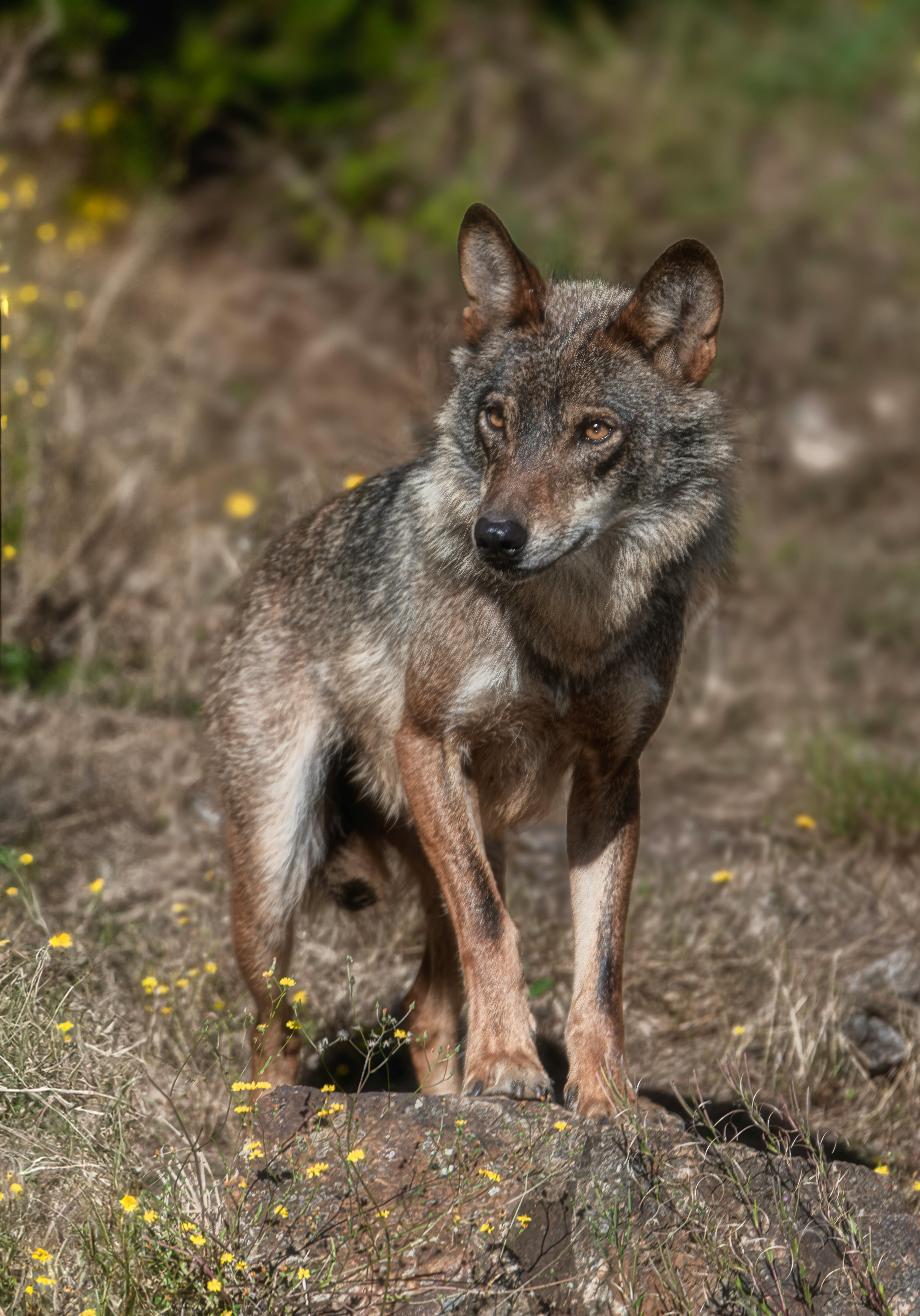 Wolf Behavior Photos, Download The BEST Free Wolf Behavior Stock Photos ...