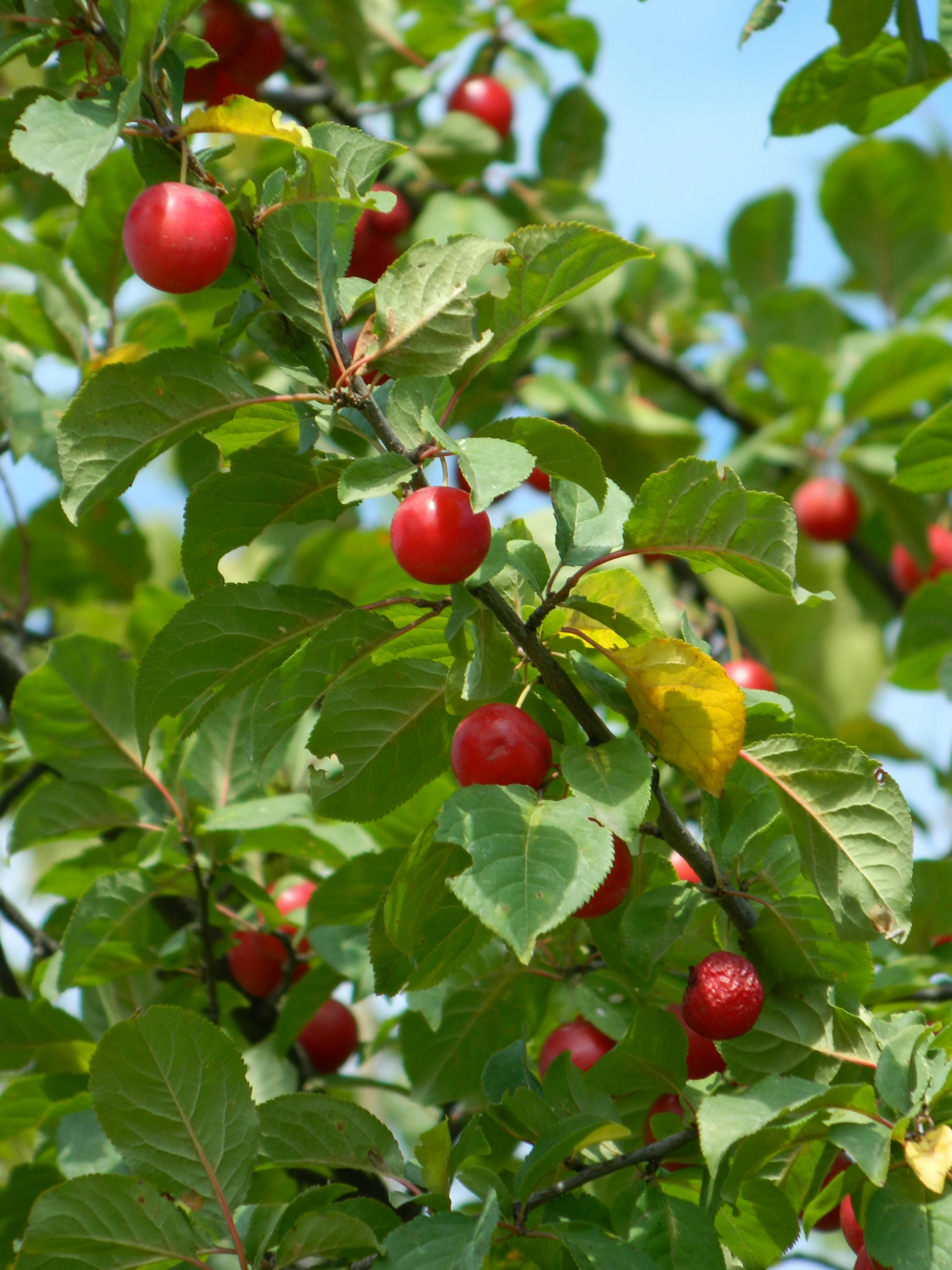 Cherry tree with red fruit on branches · Free Stock Photo
