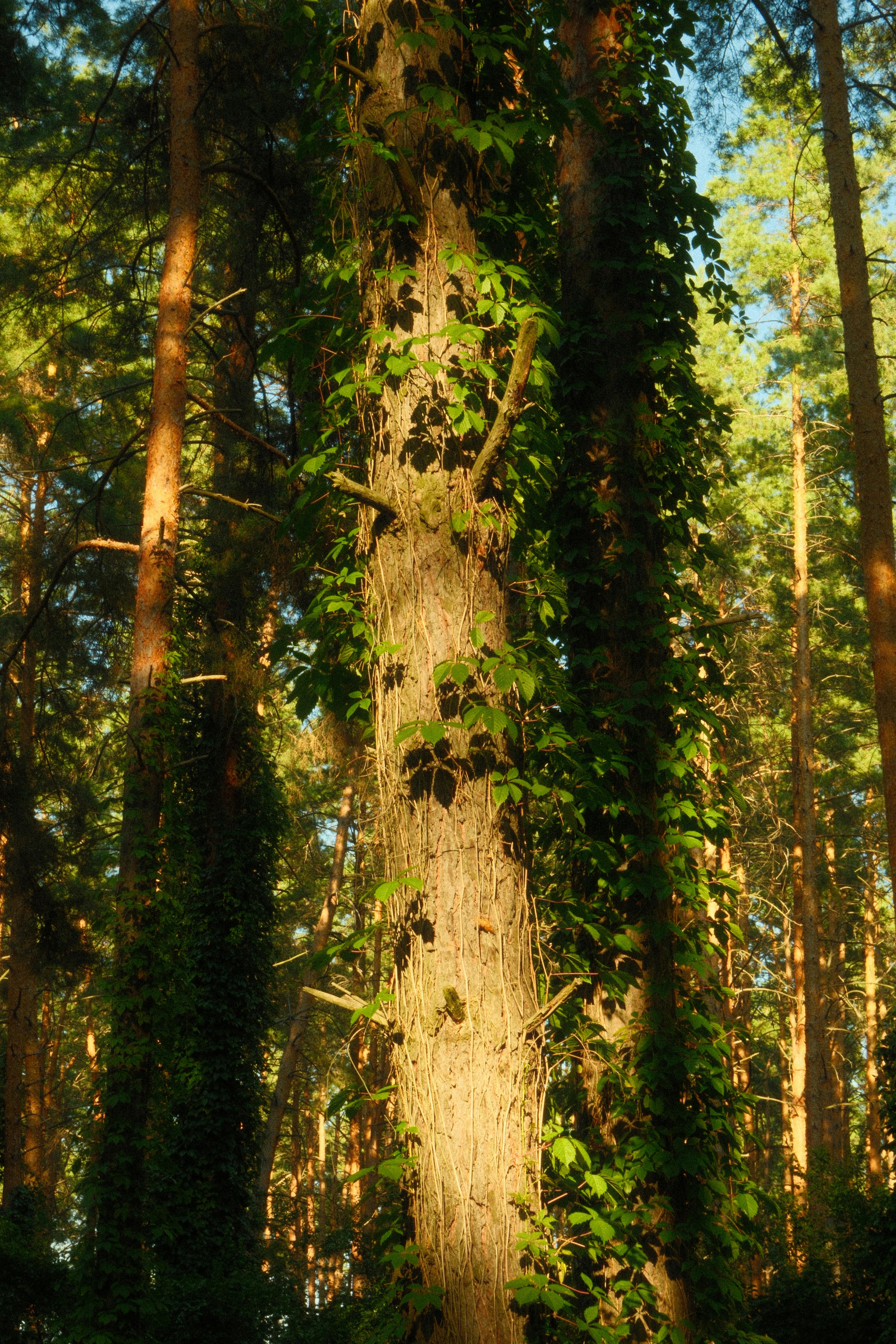 A tree with vines growing on it in the woods · Free Stock Photo