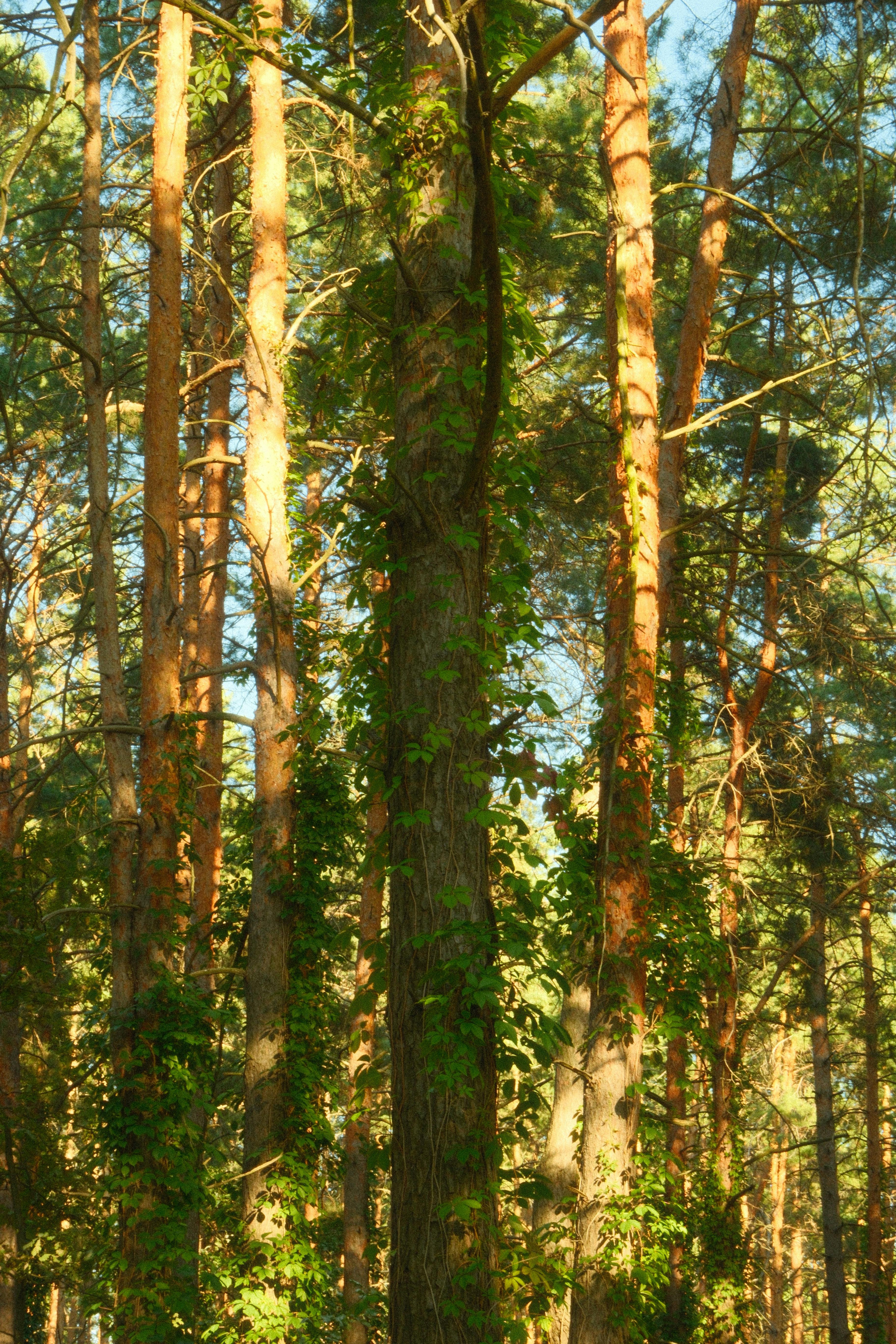 Photo of Trees During Daytime · Free Stock Photo