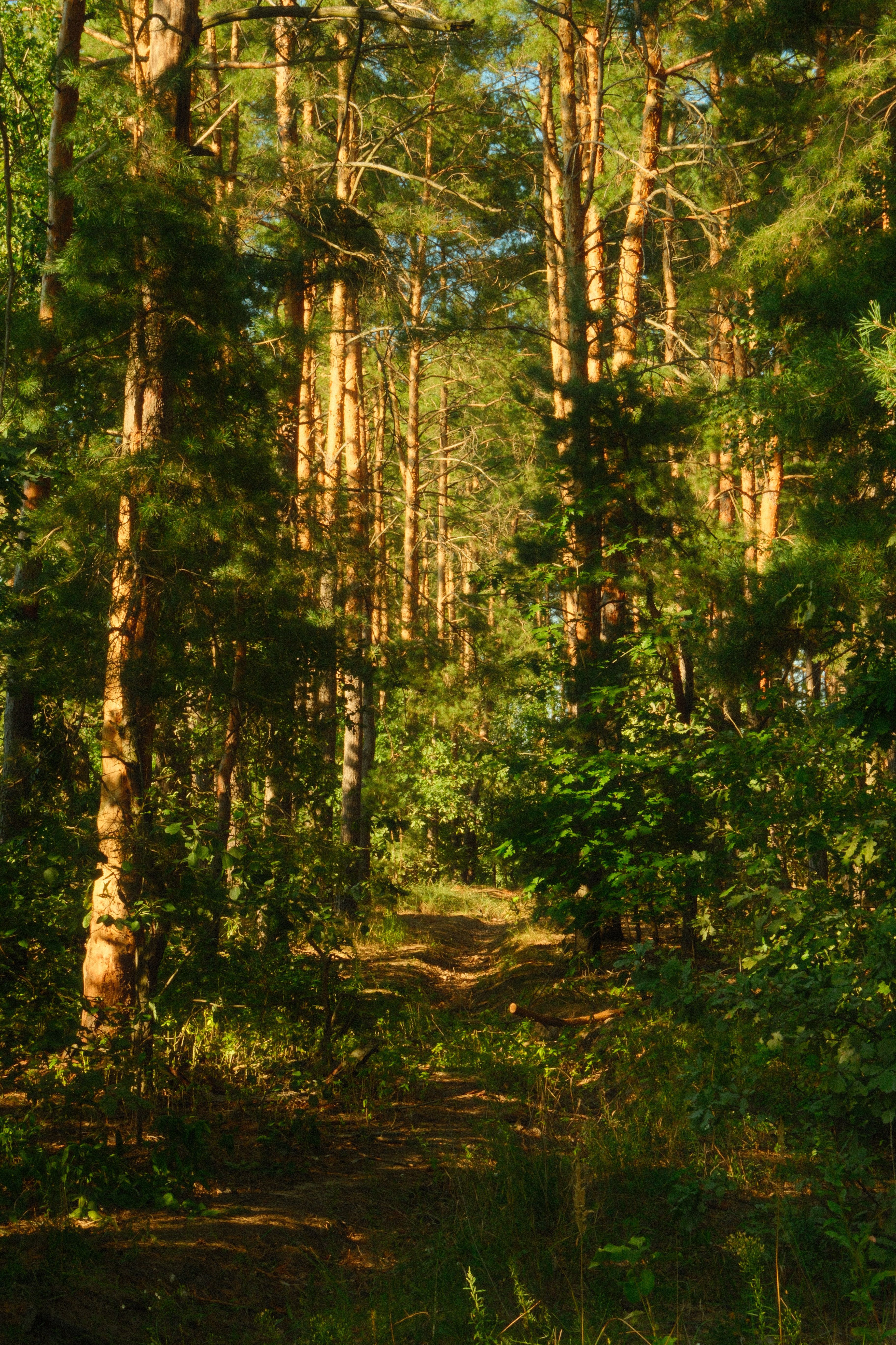 A path through the woods with tall trees · Free Stock Photo