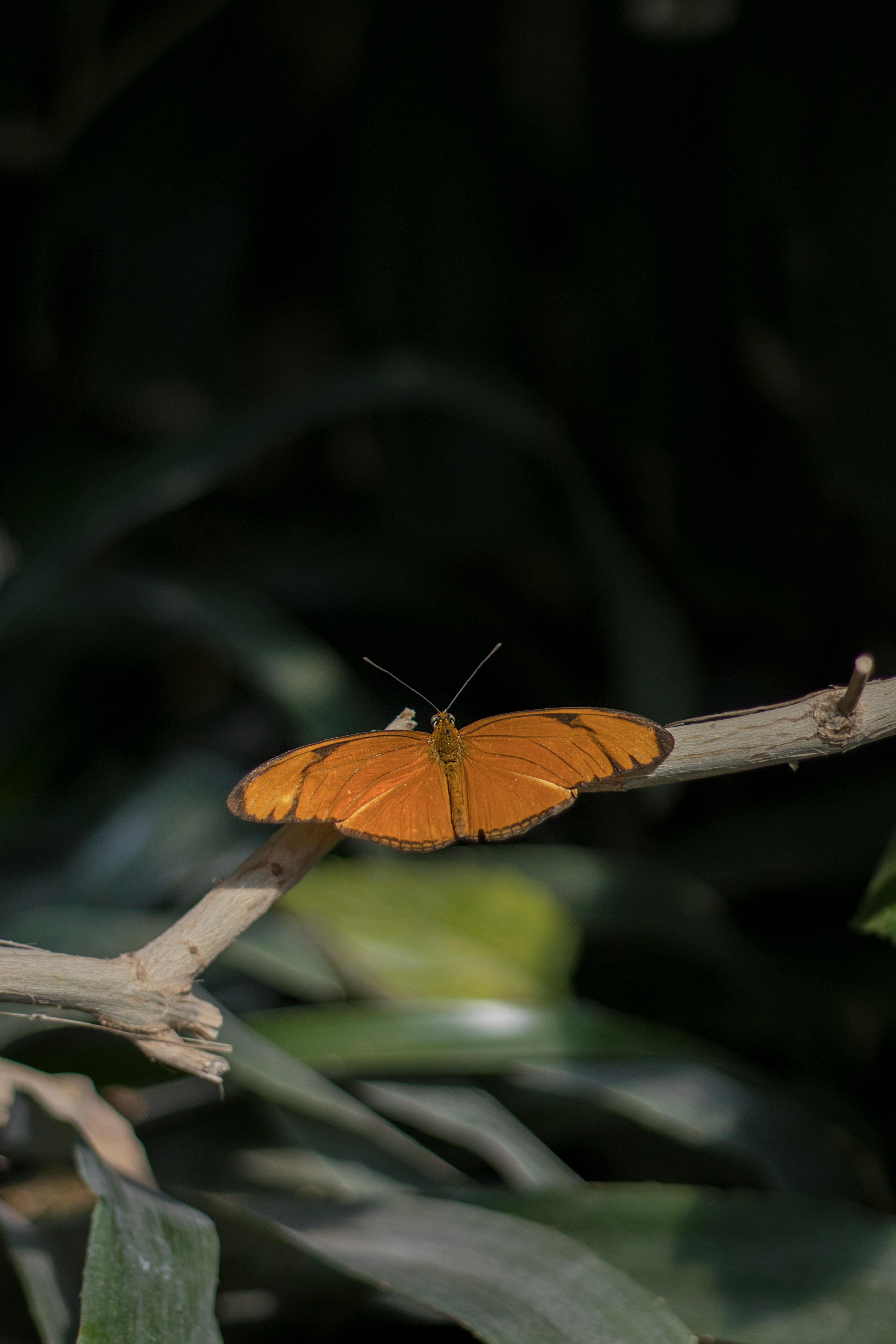 A small orange butterfly sitting on a branch · Free Stock Photo
