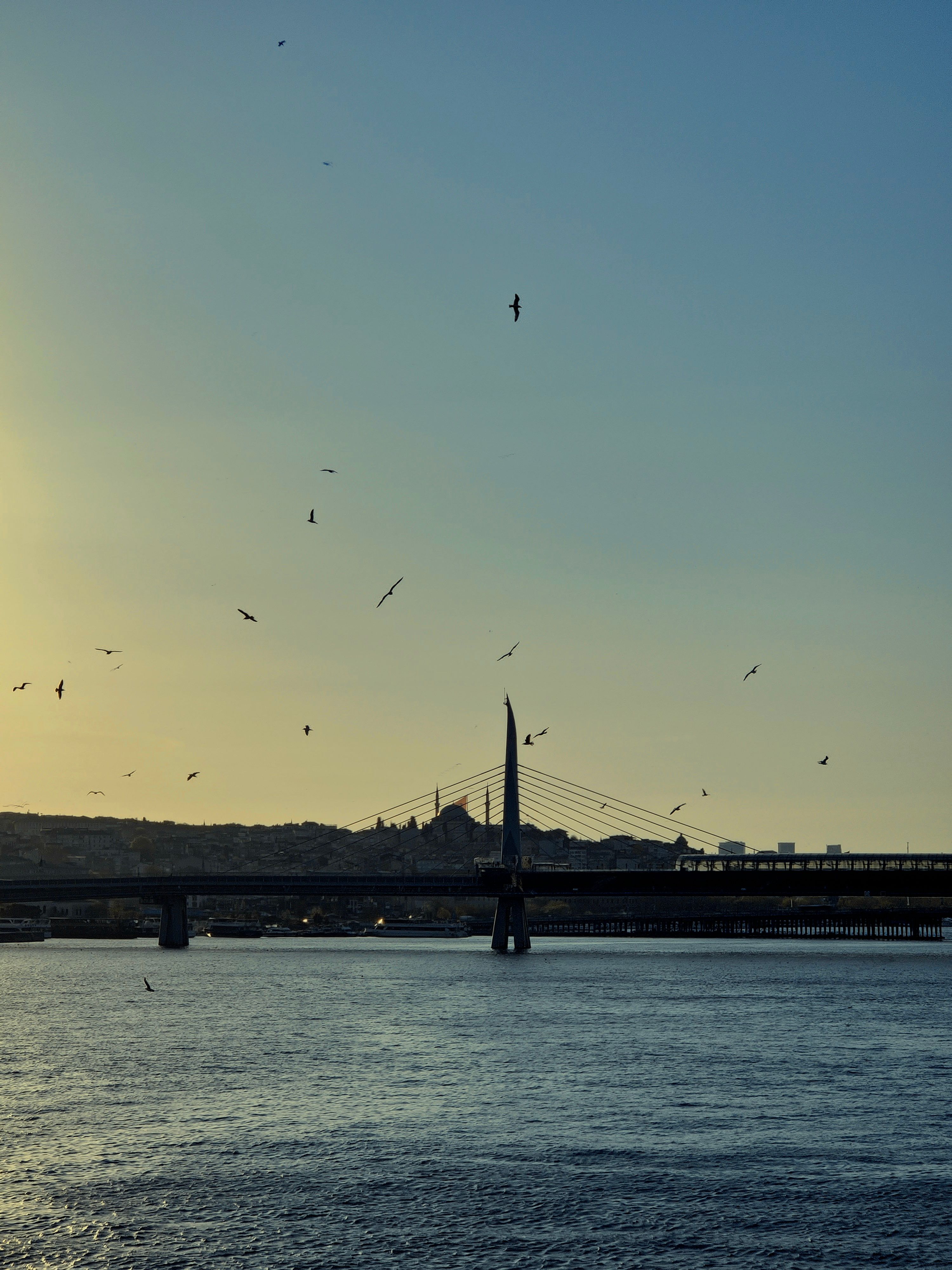 A bird flies over the water and a bridge · Free Stock Photo