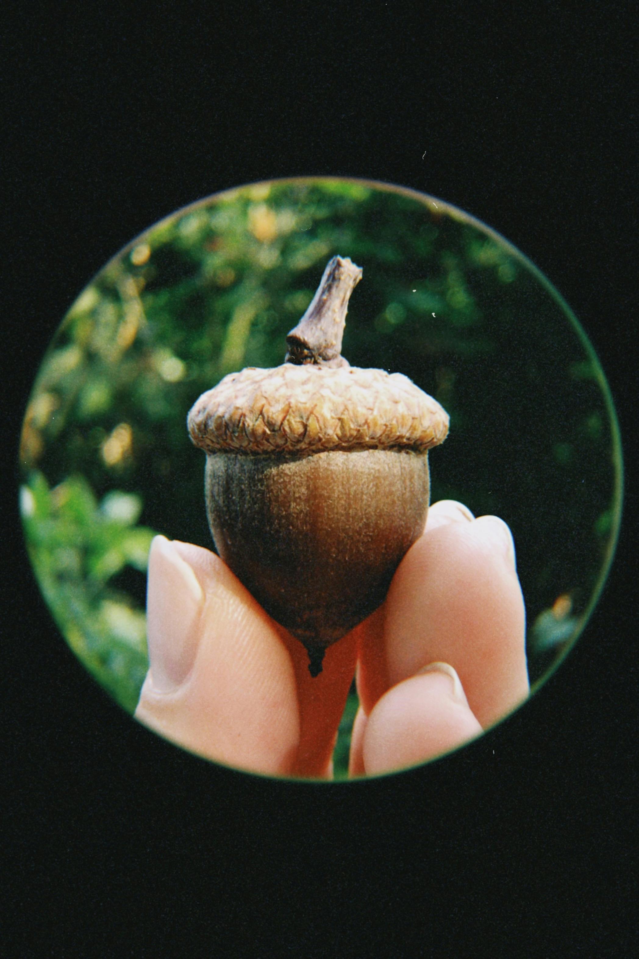 Acorn Collecting Photos, Download The BEST Free Acorn Collecting Stock ...