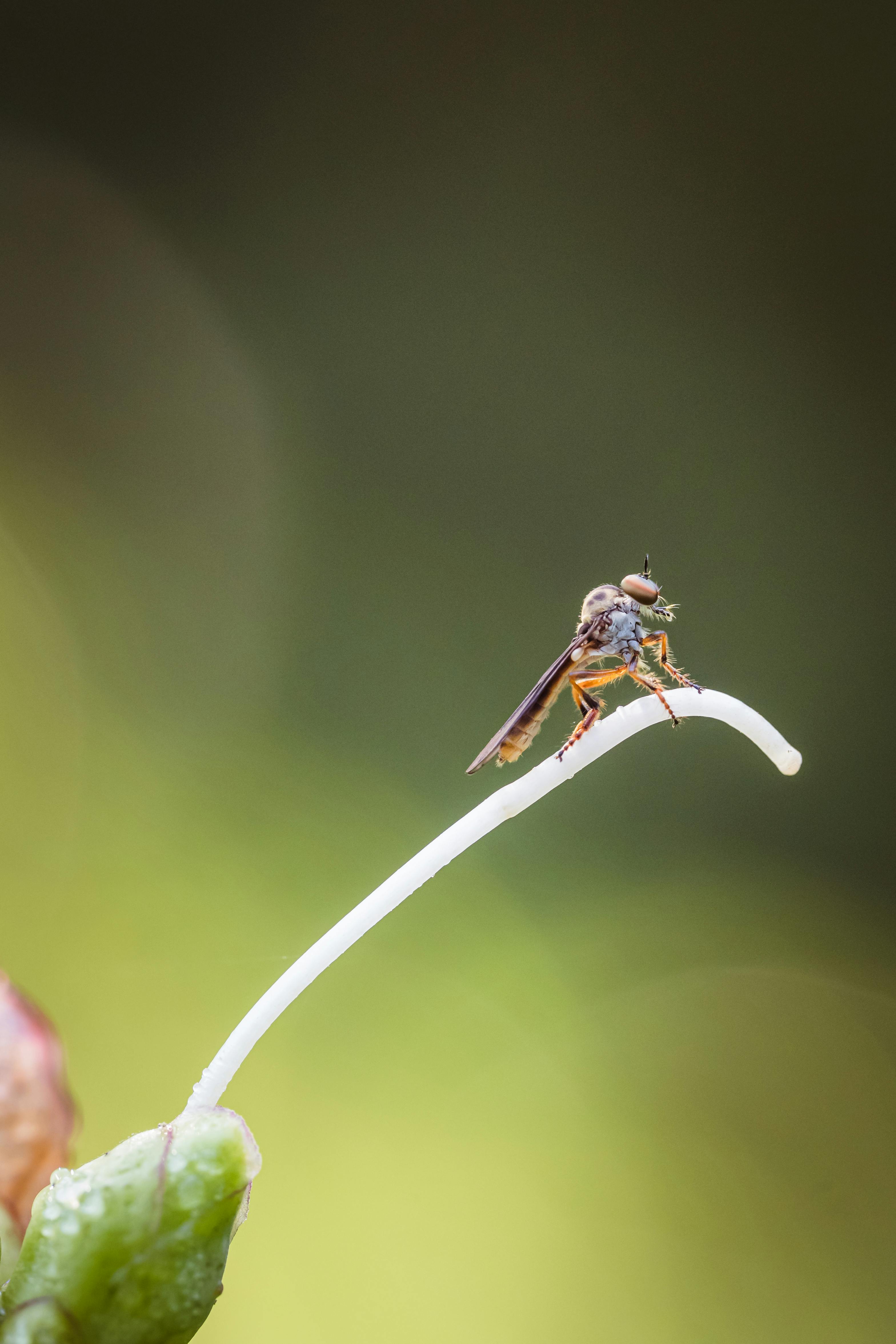 A small fly sits on top of a stem · Free Stock Photo