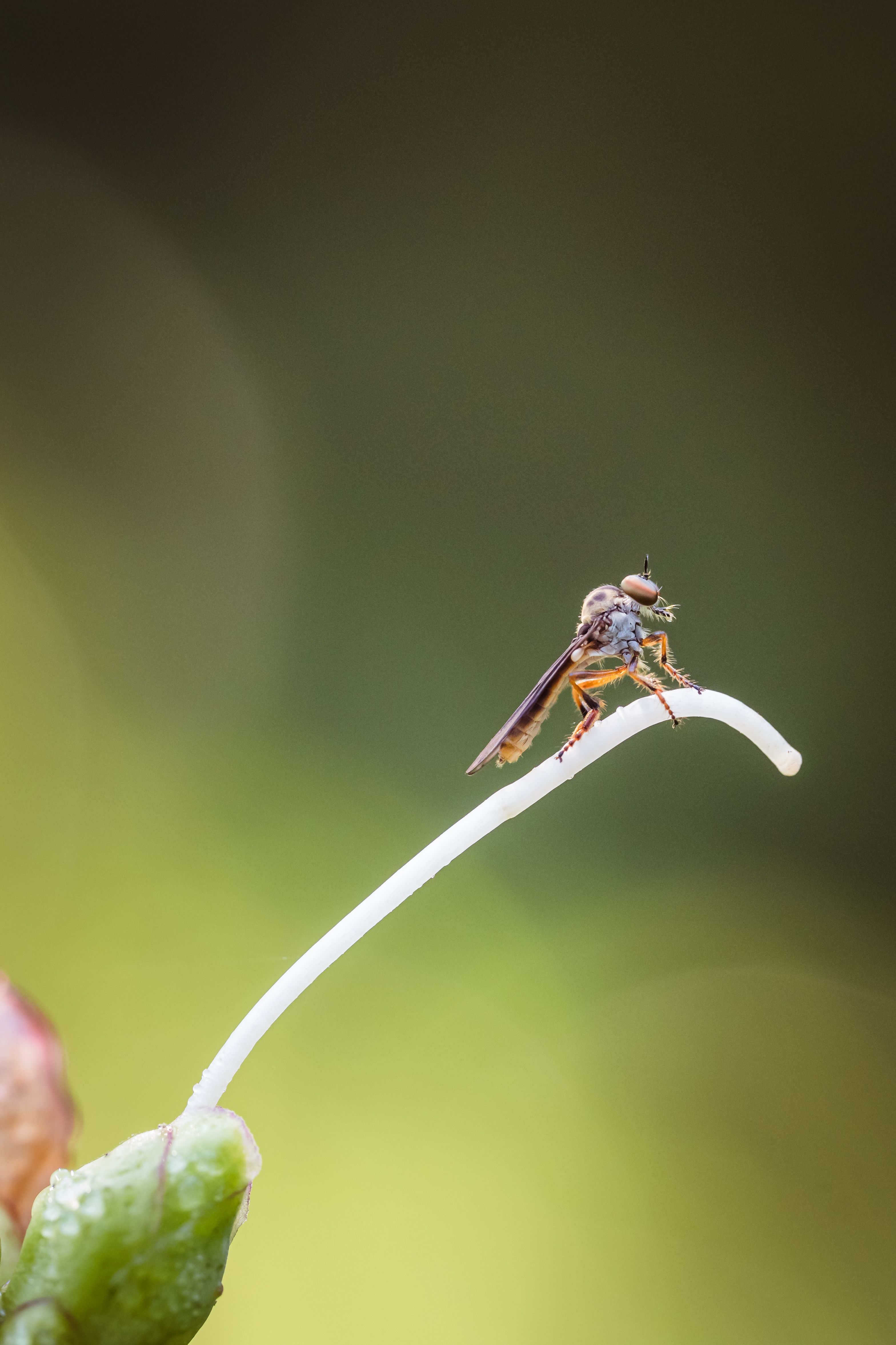 A small fly sits on top of a stem · Free Stock Photo