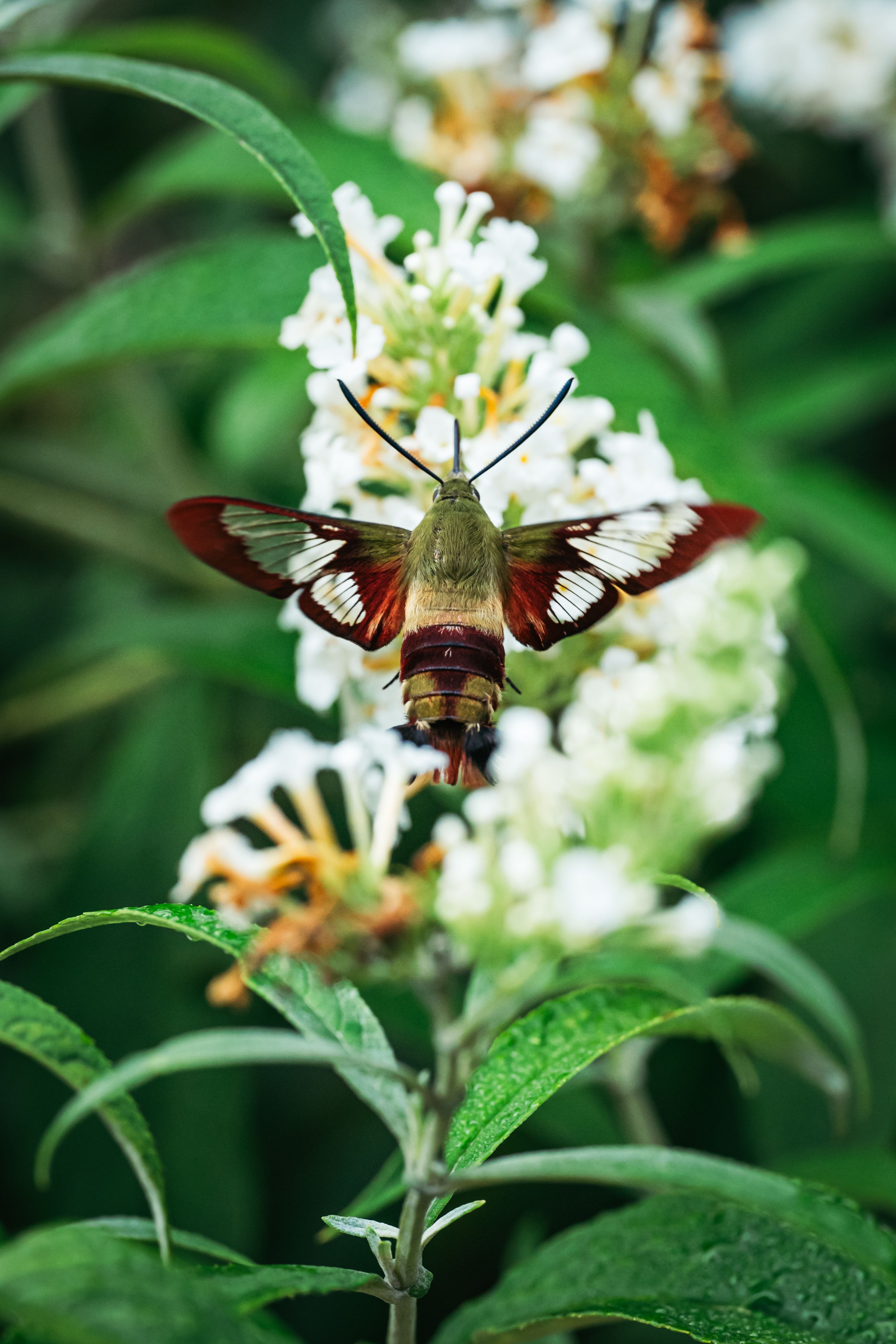 A moth with red and white wings on a flower · Free Stock Photo