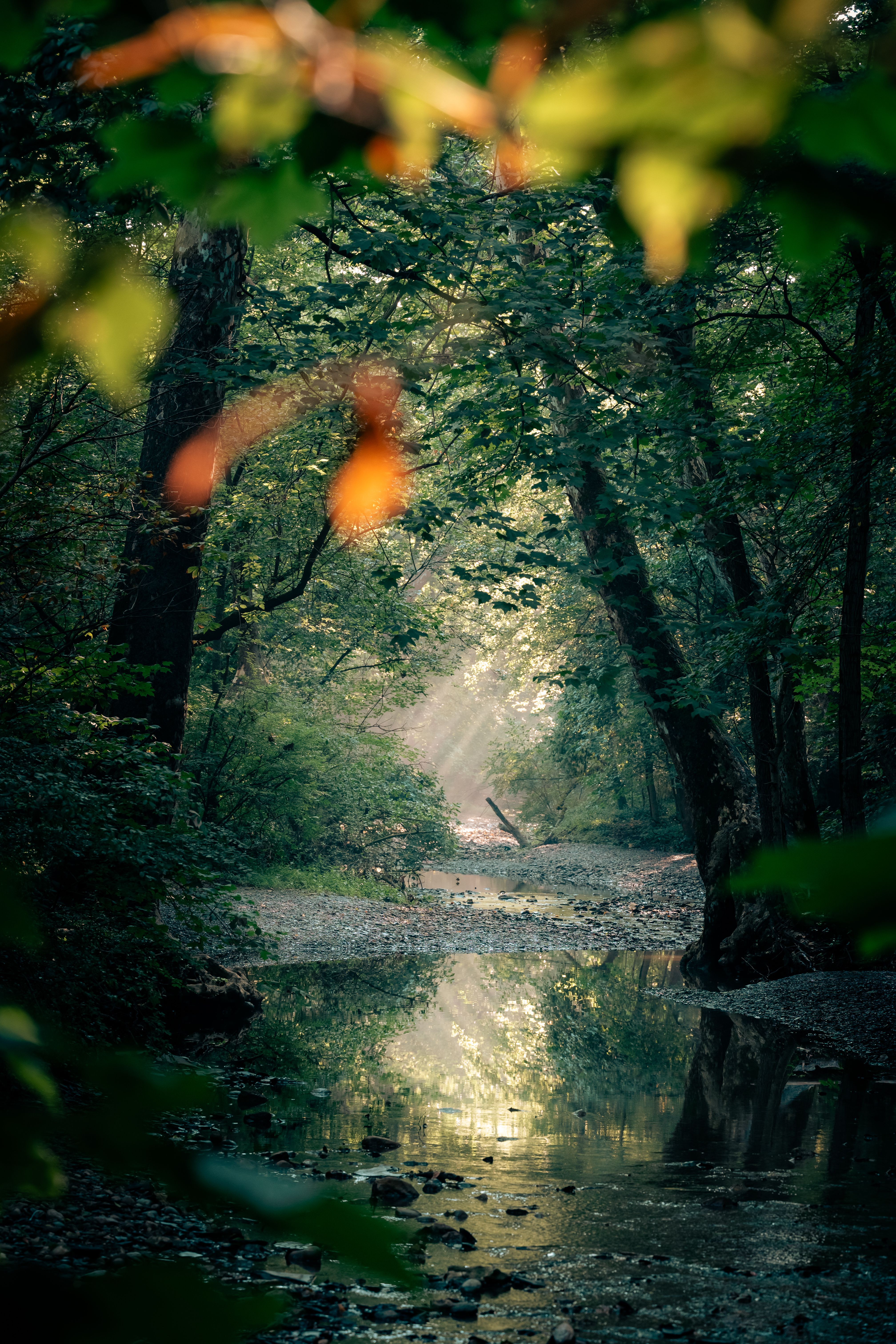Photo Of Forest During Dawn · Free Stock Photo