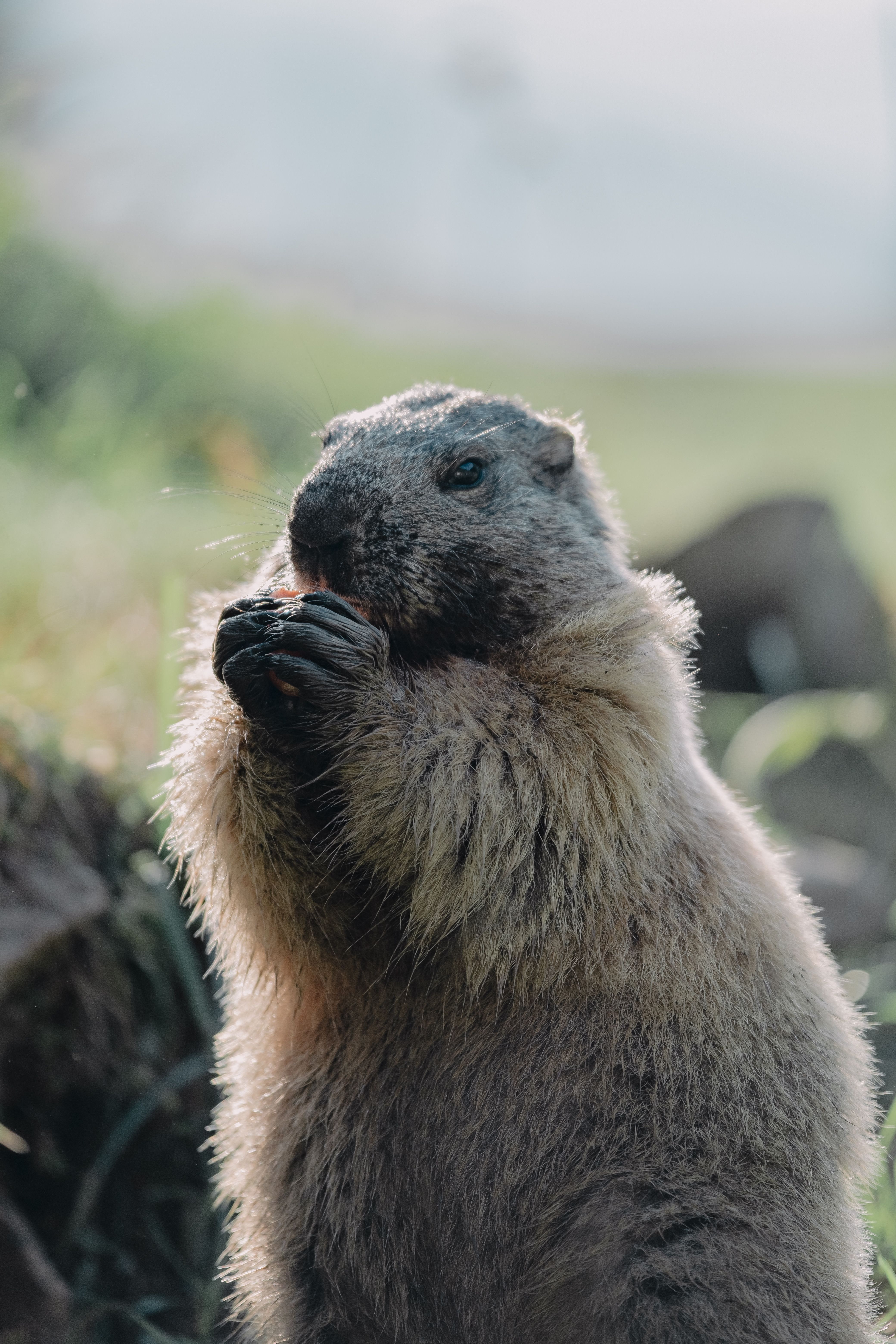 A groundhog is standing on its hind legs · Free Stock Photo