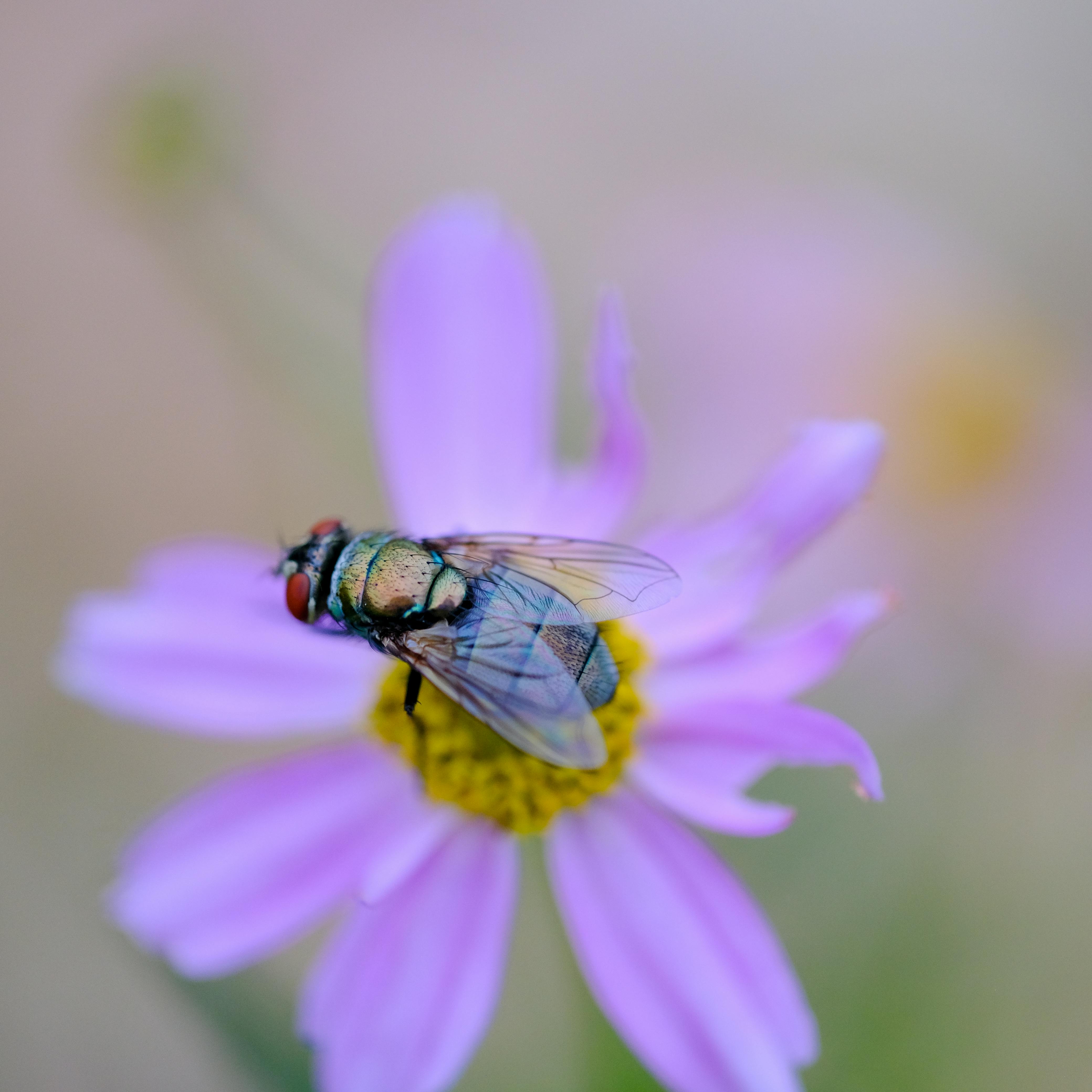 closeup of a house fly on a light purple coreopsis bloom · Free Stock Photo