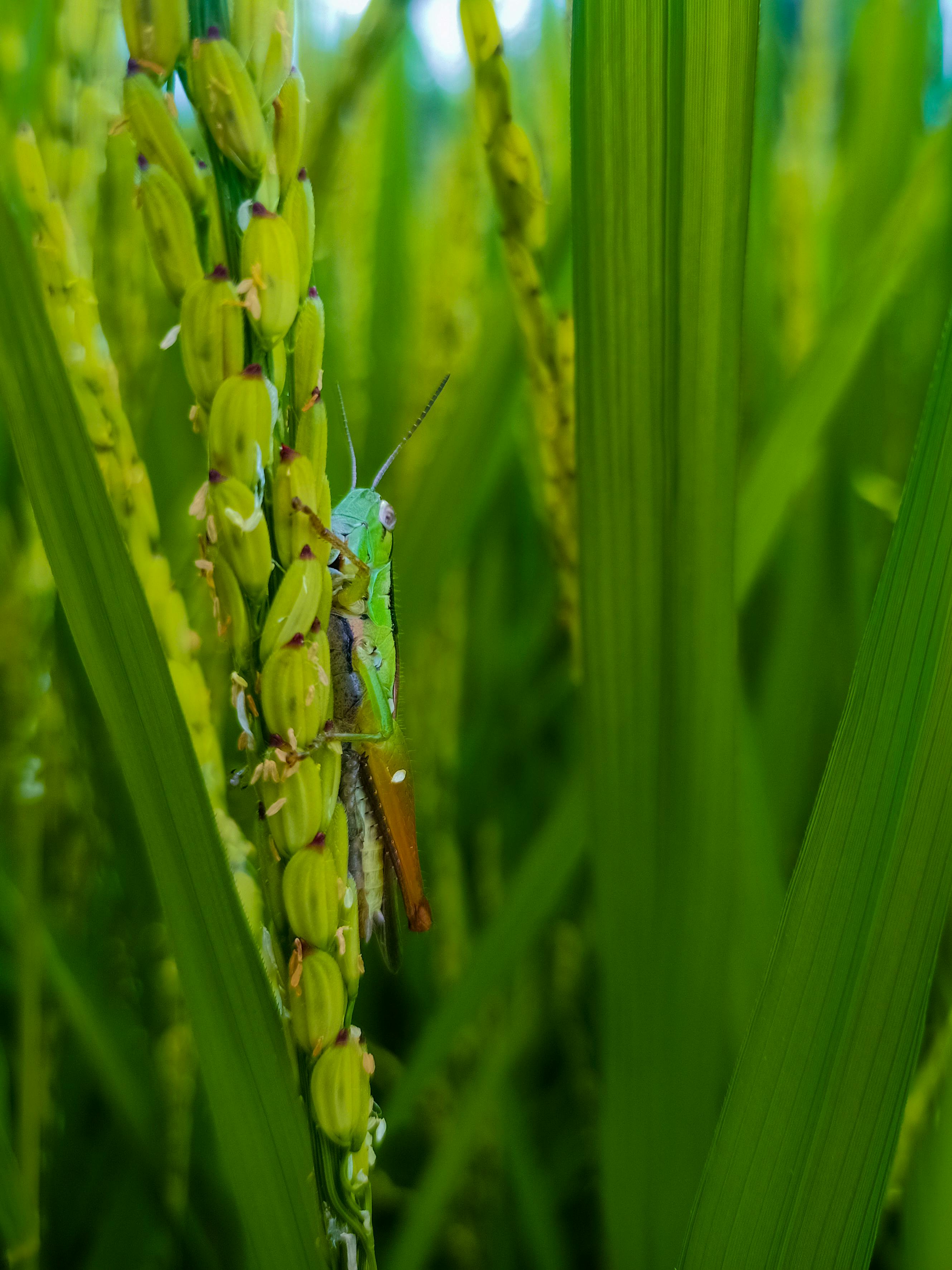 Paddy Bug Photos, Download The BEST Free Paddy Bug Stock Photos & HD Images