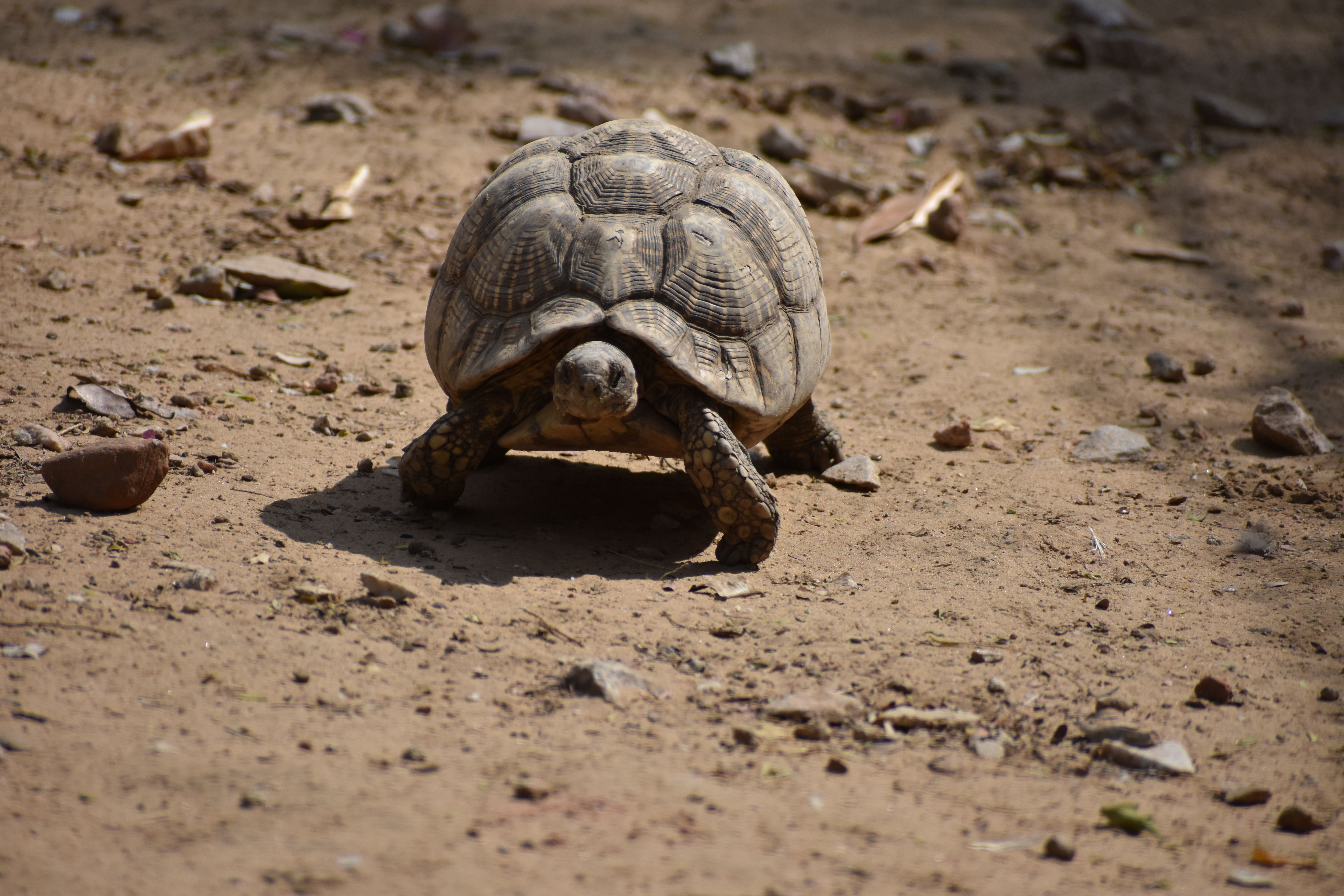 A tortoise walking on a dirt road · Free Stock Photo