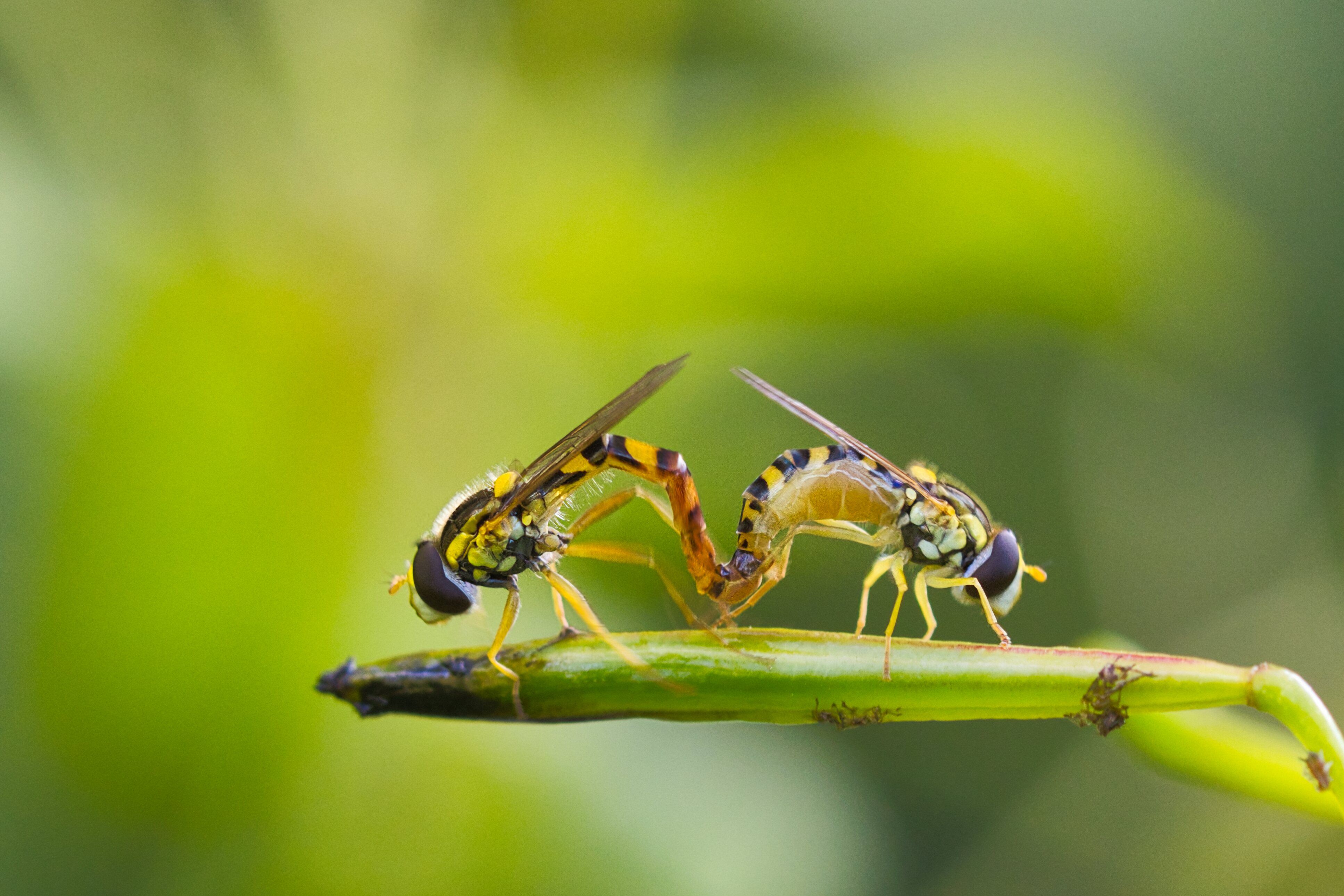 Two wasps are sitting on a plant with green leaves · Free Stock Photo