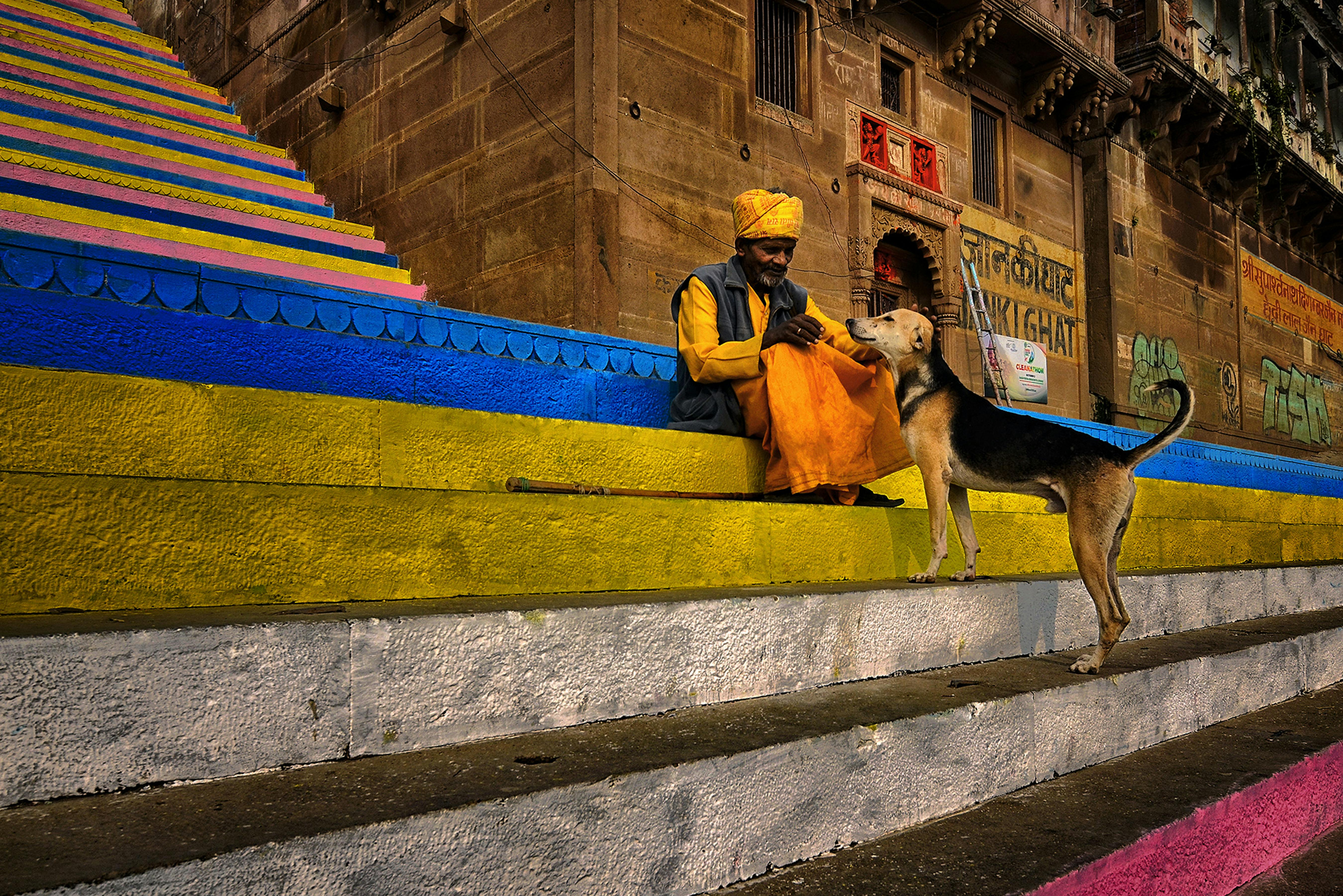 Dog Bazar Photos, Download The BEST Free Dog Bazar Stock Photos & HD Images