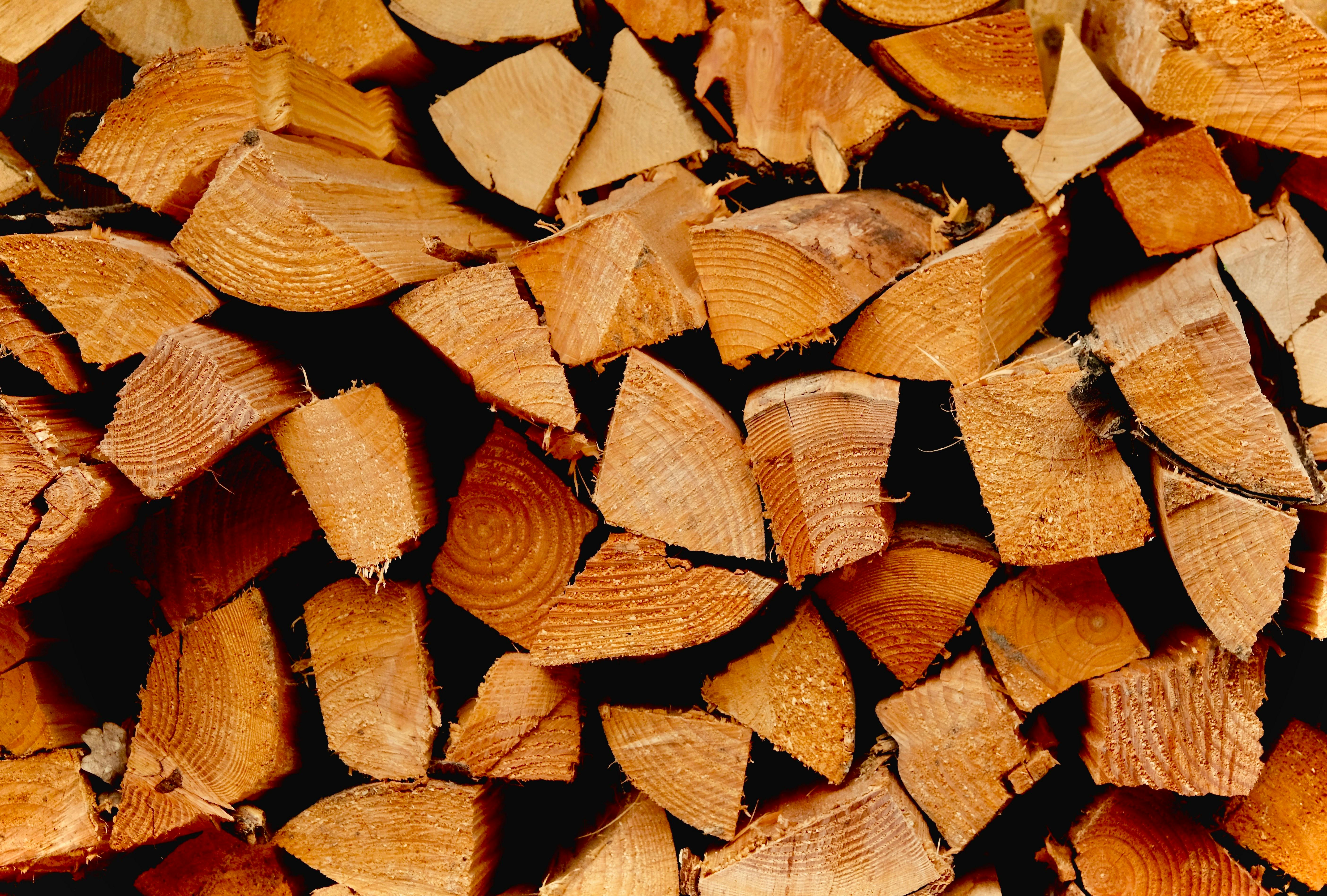 Trunk / bole · Free Stock Photo