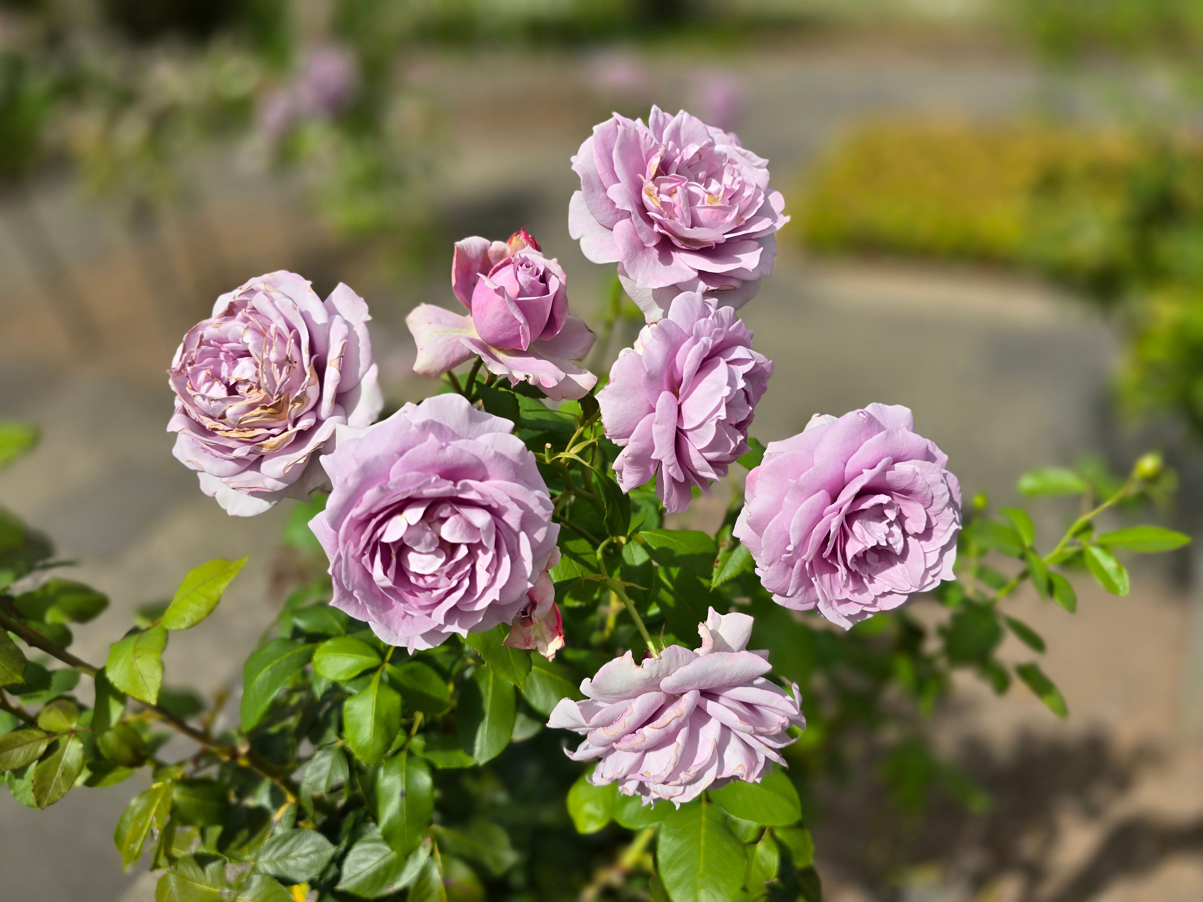 A close up of some purple roses in a garden · Free Stock Photo