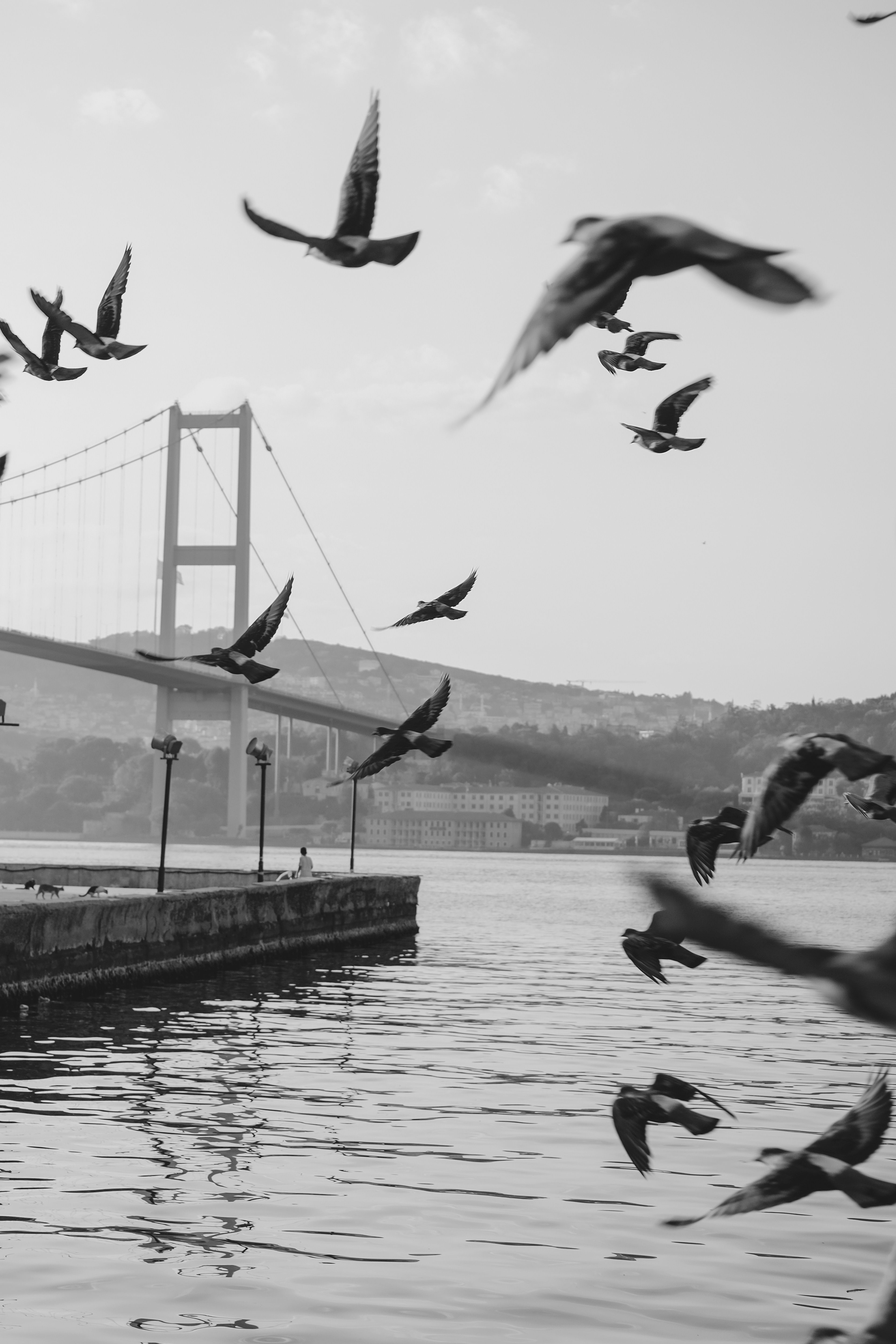 Black and white photo of birds flying over a bridge · Free Stock Photo