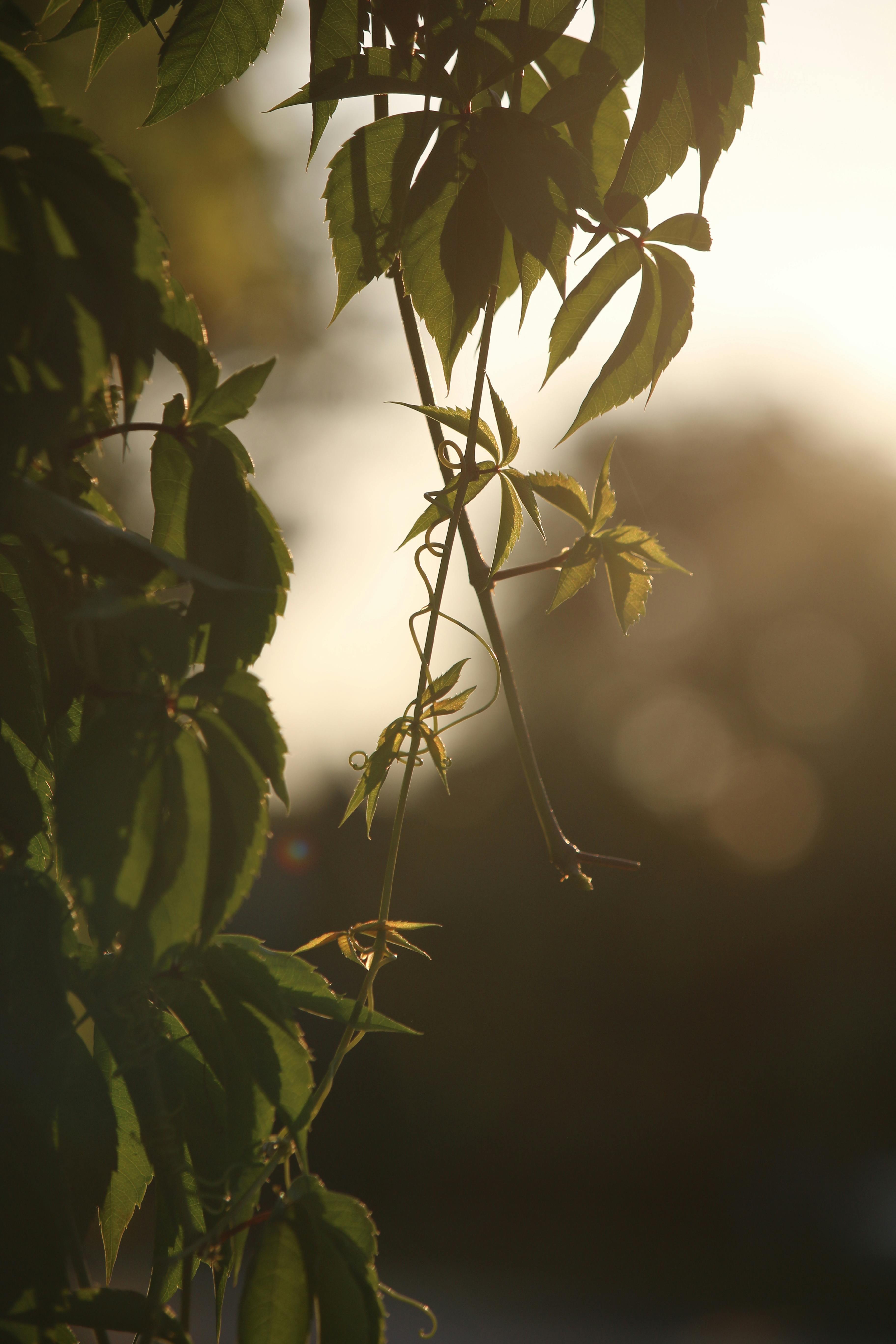 Green Plant · Free Stock Photo