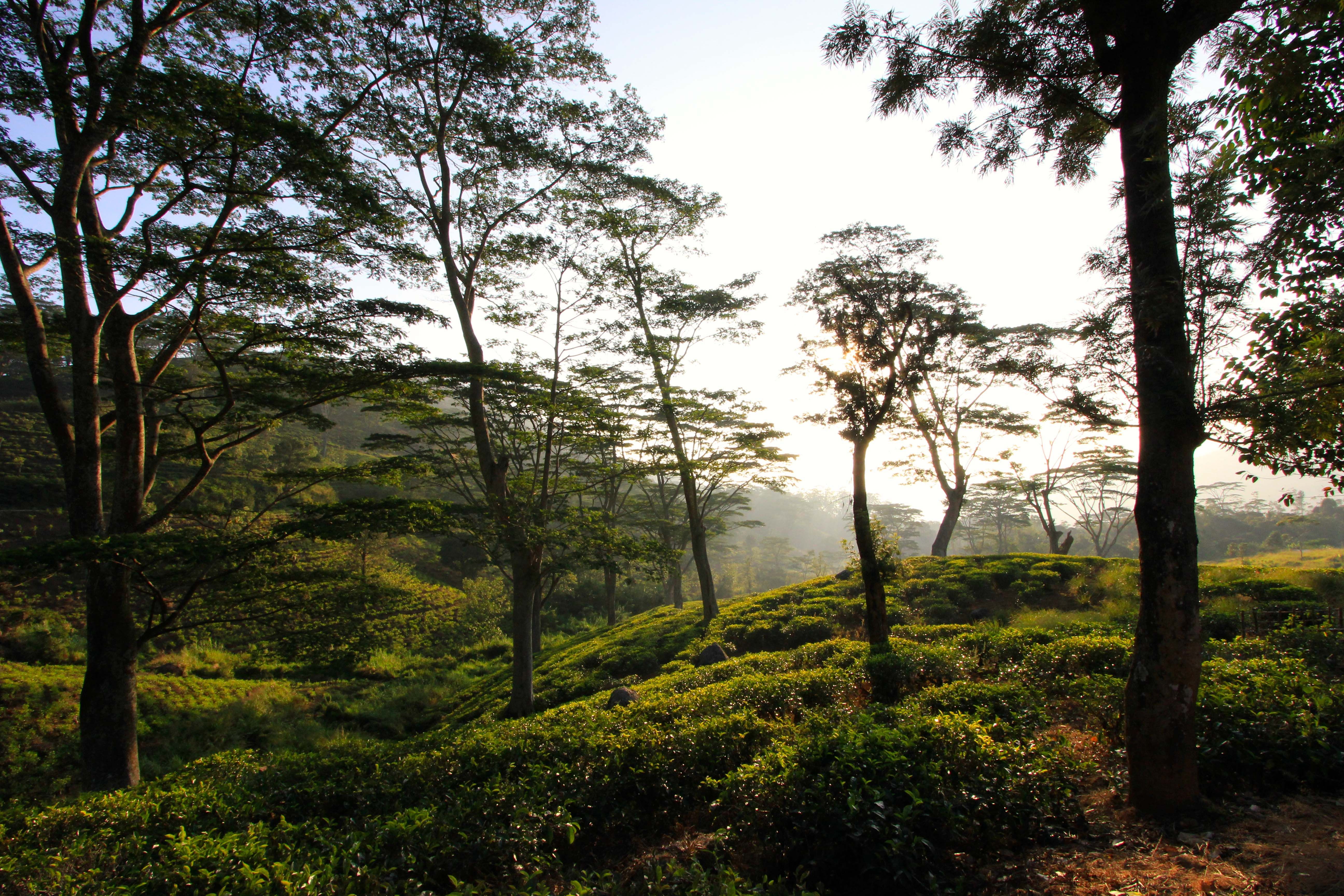The morning mist weaves through Kandy’s tea estate, as the sun kisses ...