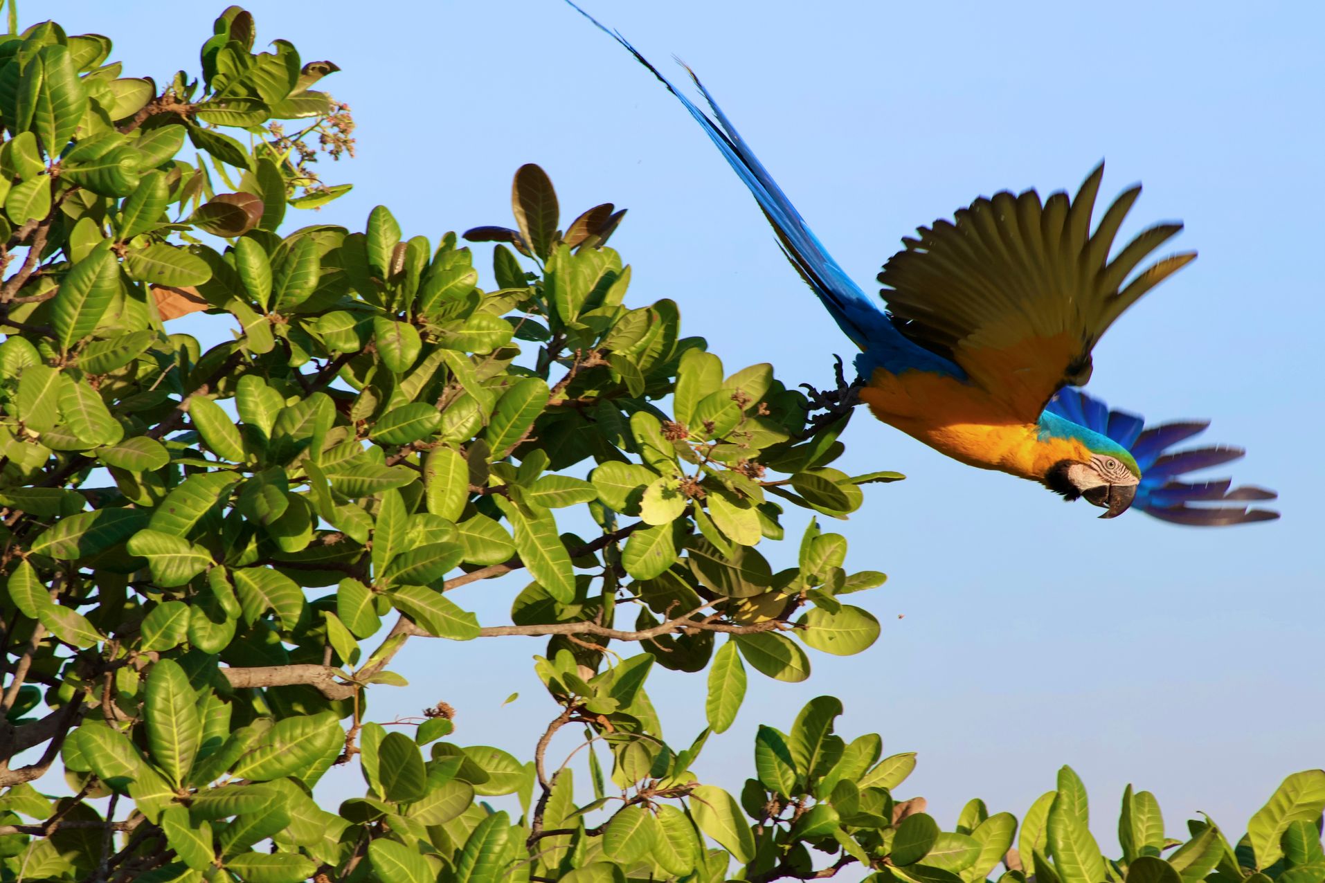 Amazon Rainforest Birds: Life, Threats, and Hope