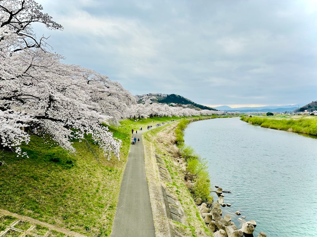 Cherry Blossoms Above A Stream In Tsuzuki Ward, Yokohama, Japan Photos ...