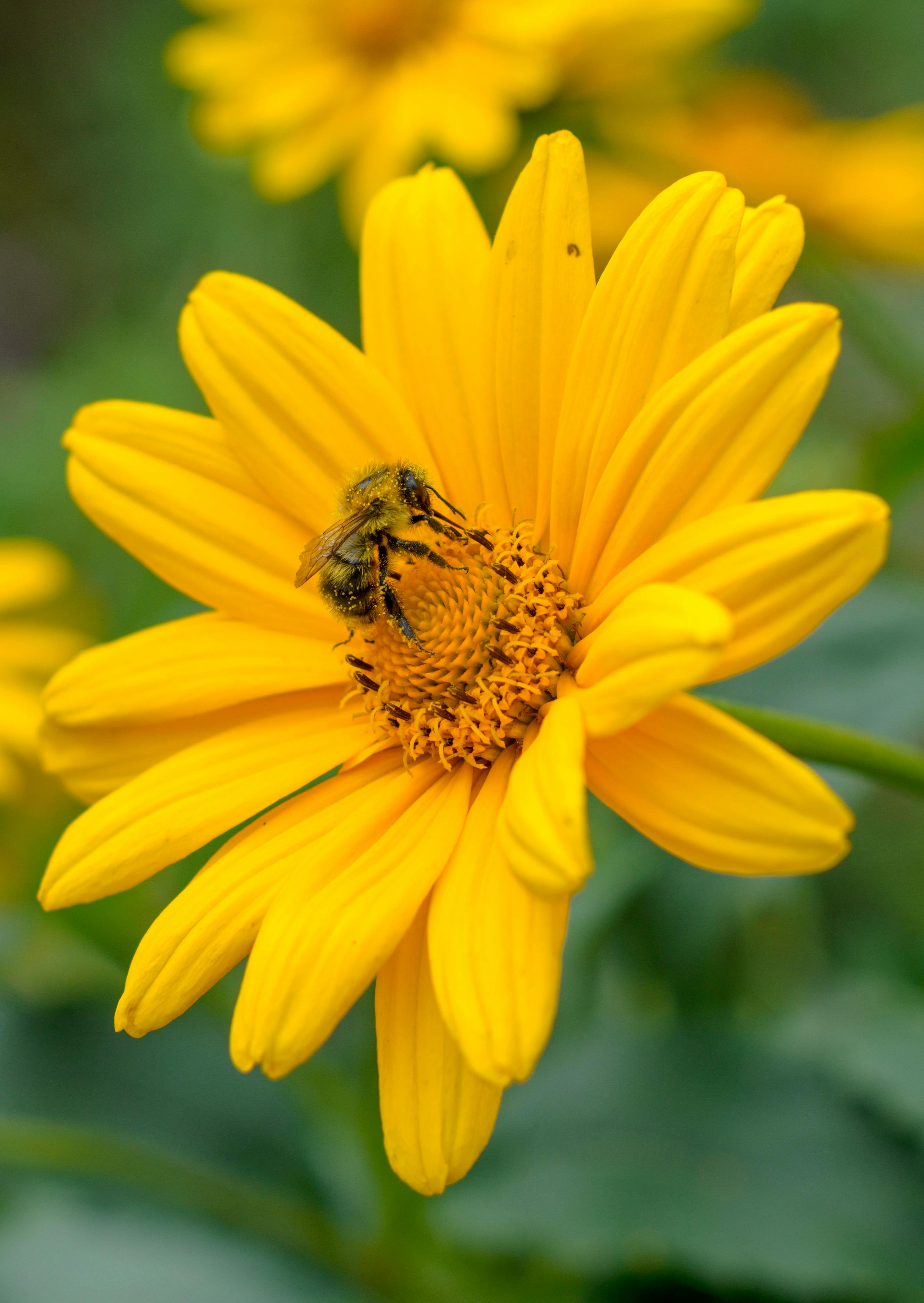 Ray Bee Photos, Download The BEST Free Ray Bee Stock Photos & HD Images