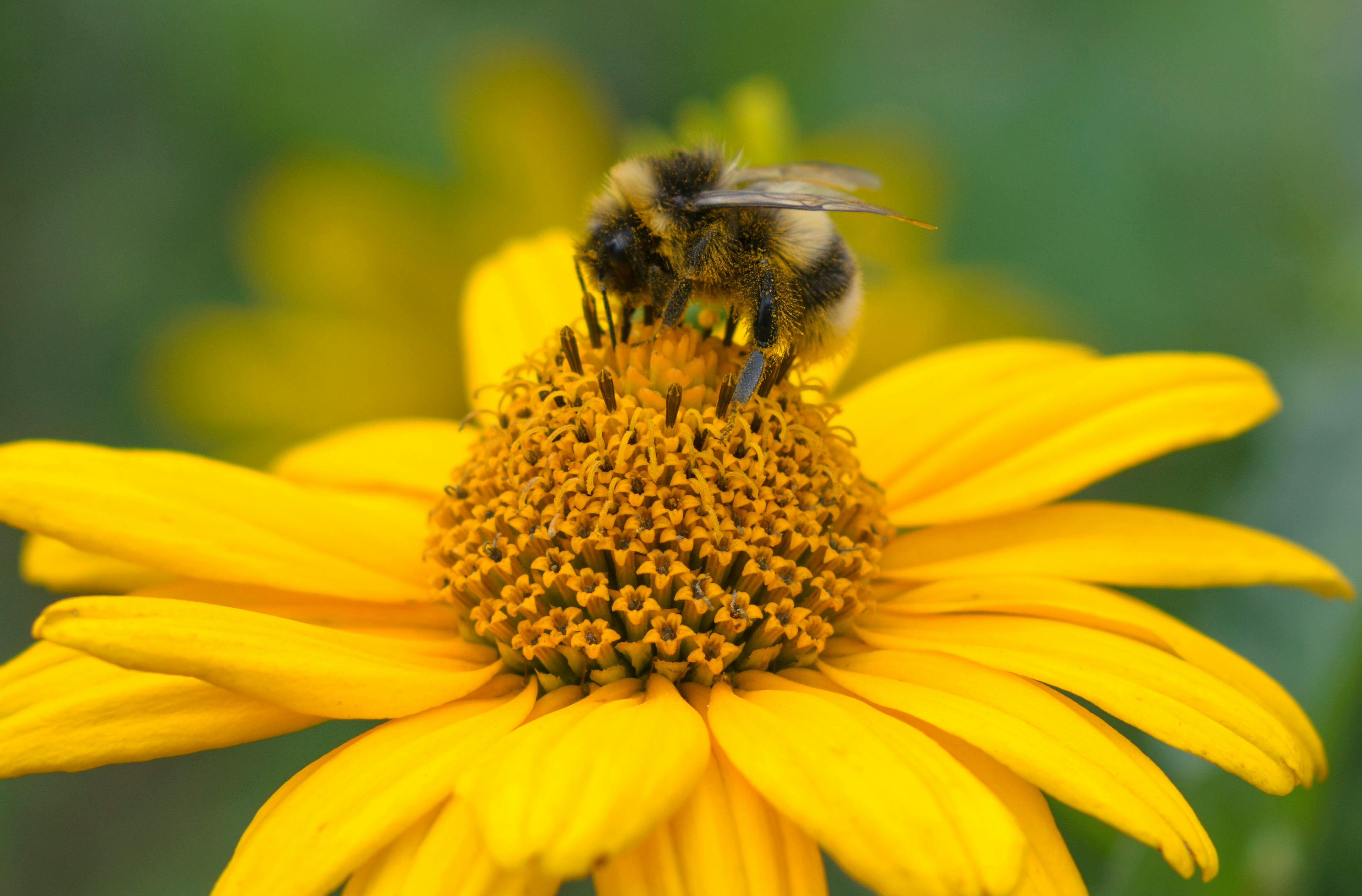Close Up Photo of Bee on Yellow Flowers · Free Stock Photo