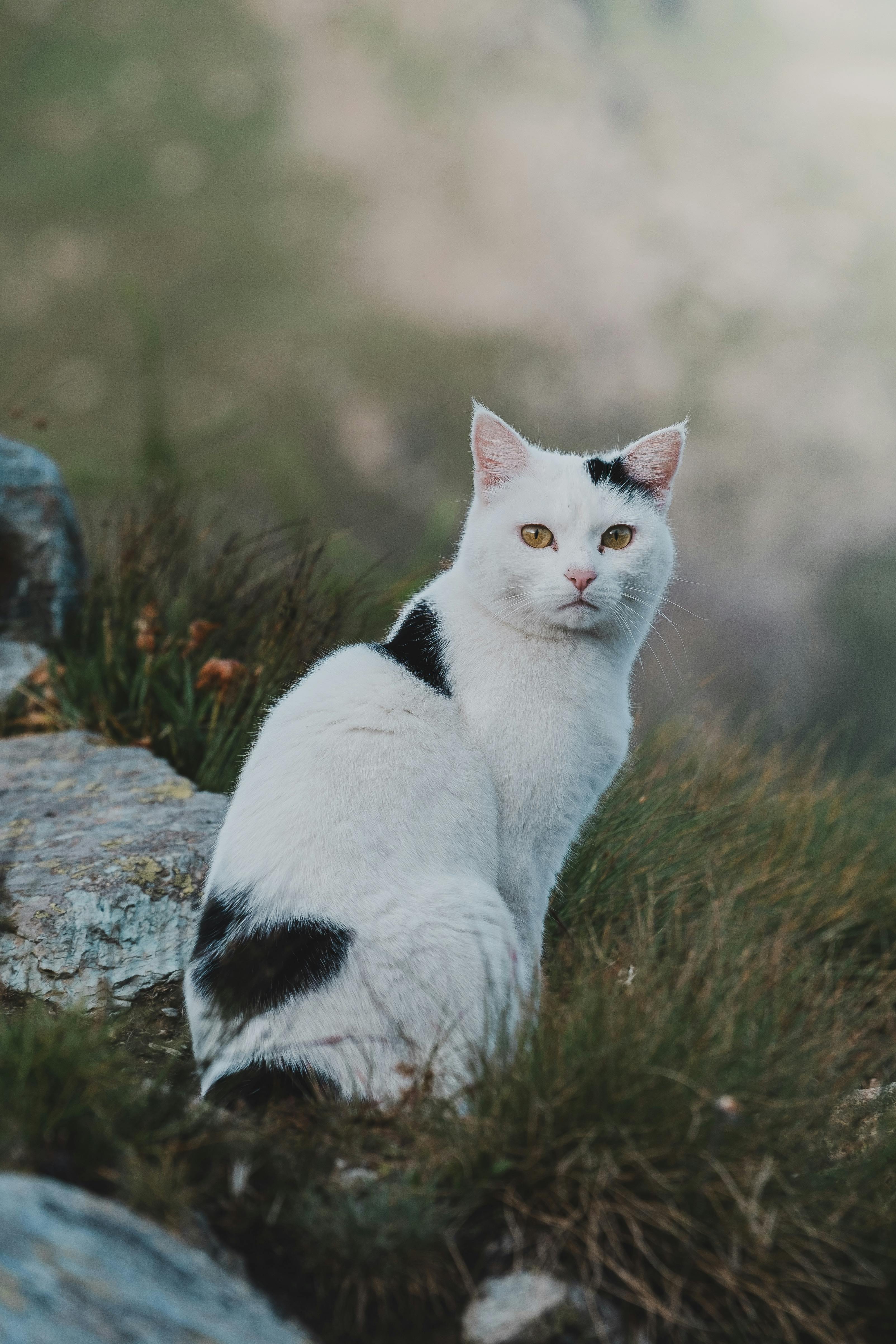 Cat Vogue Photos, Download The BEST Free Cat Vogue Stock Photos & HD Images