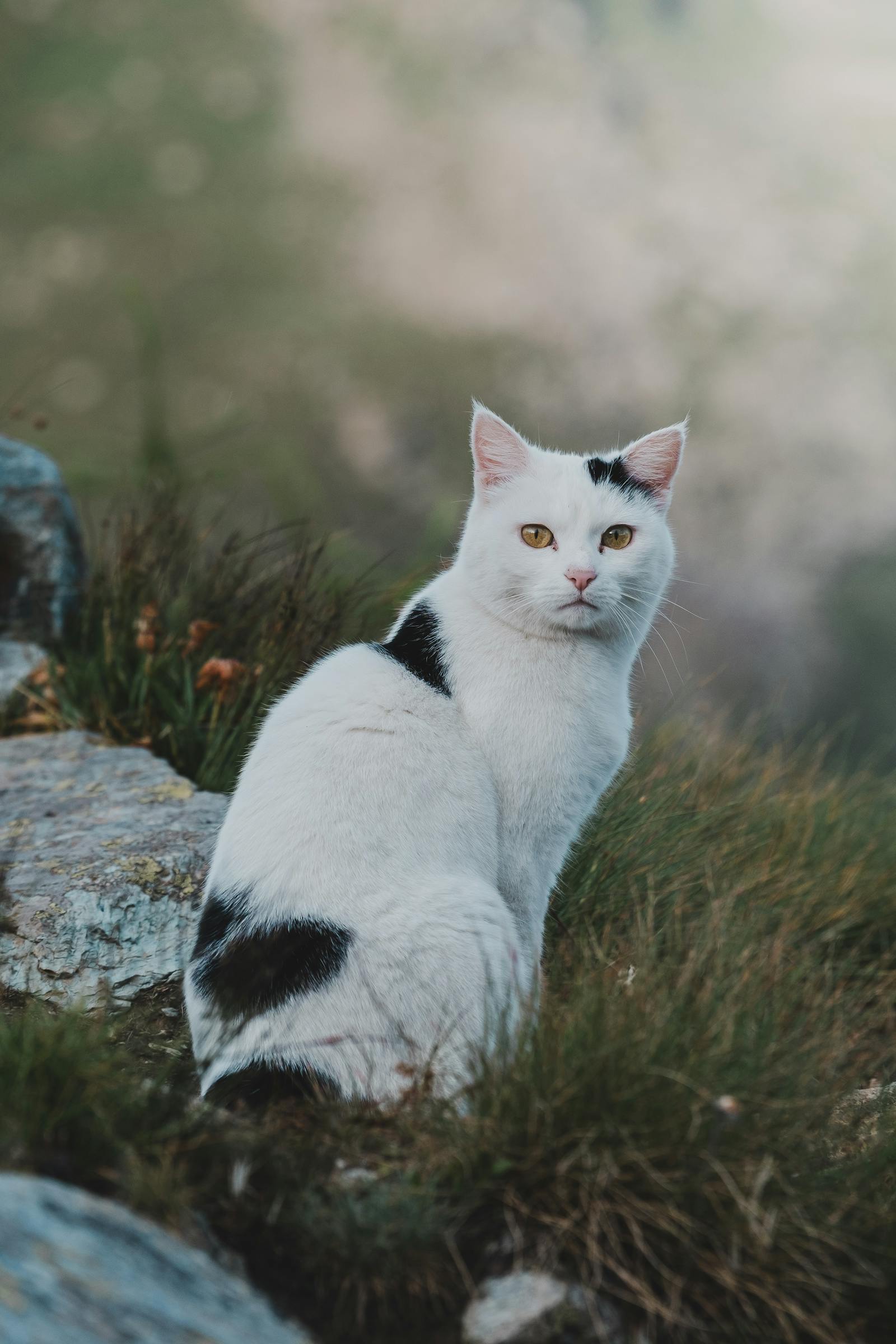 Cat Profile Photos, Download The BEST Free Cat Profile Stock Photos ...