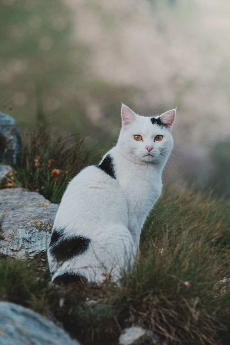 Black And White Cat Photos, Download The BEST Free Black And White Cat ...