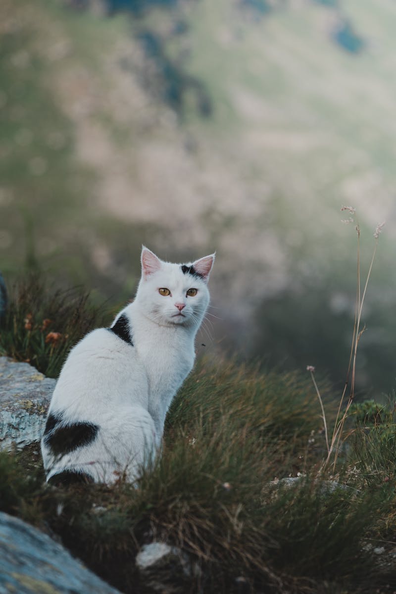 Side Eye Cat Photos, Download The BEST Free Side Eye Cat Stock Photos ...