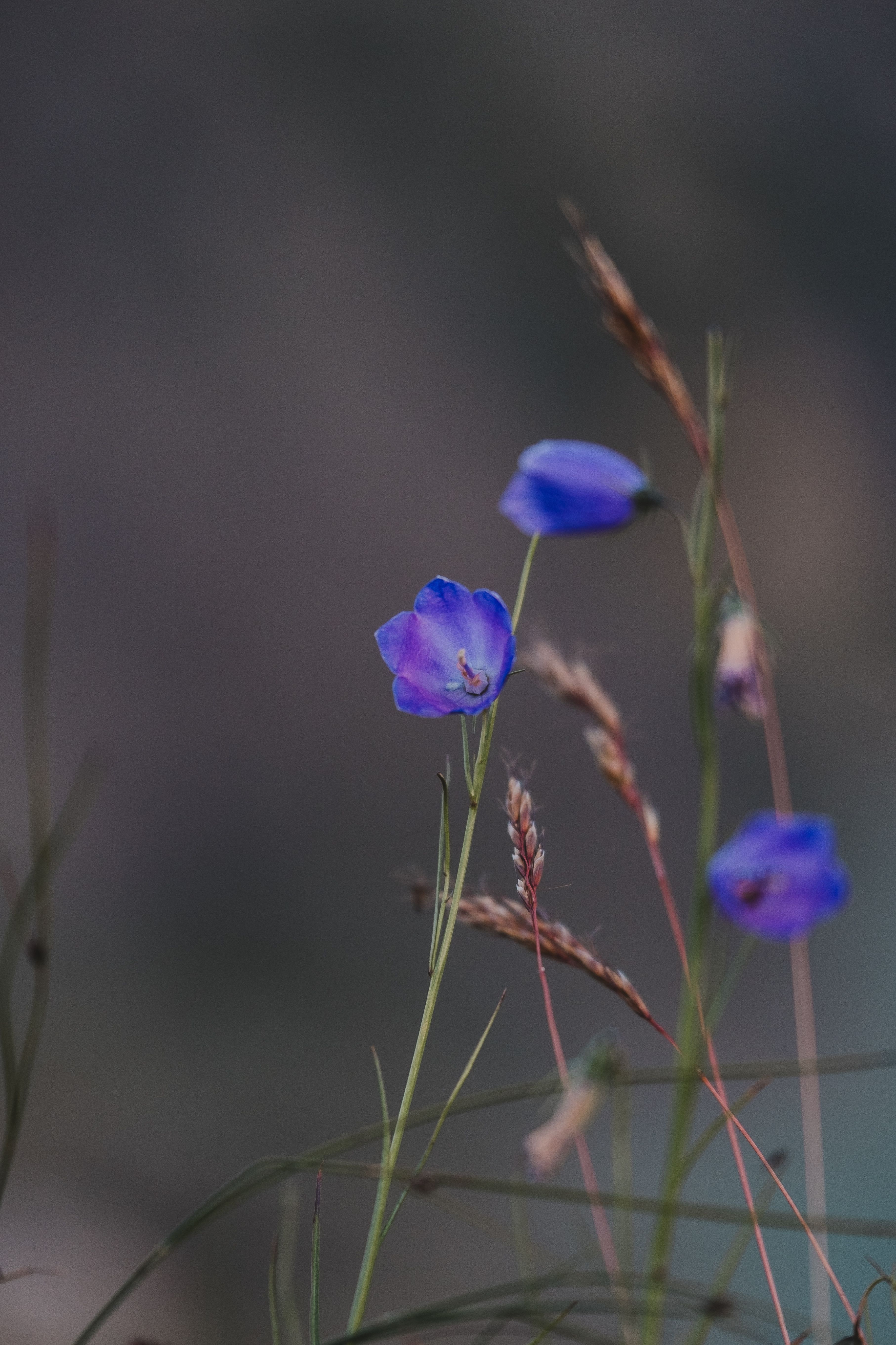 Blue flowers in the grass with some tall grass · Free Stock Photo