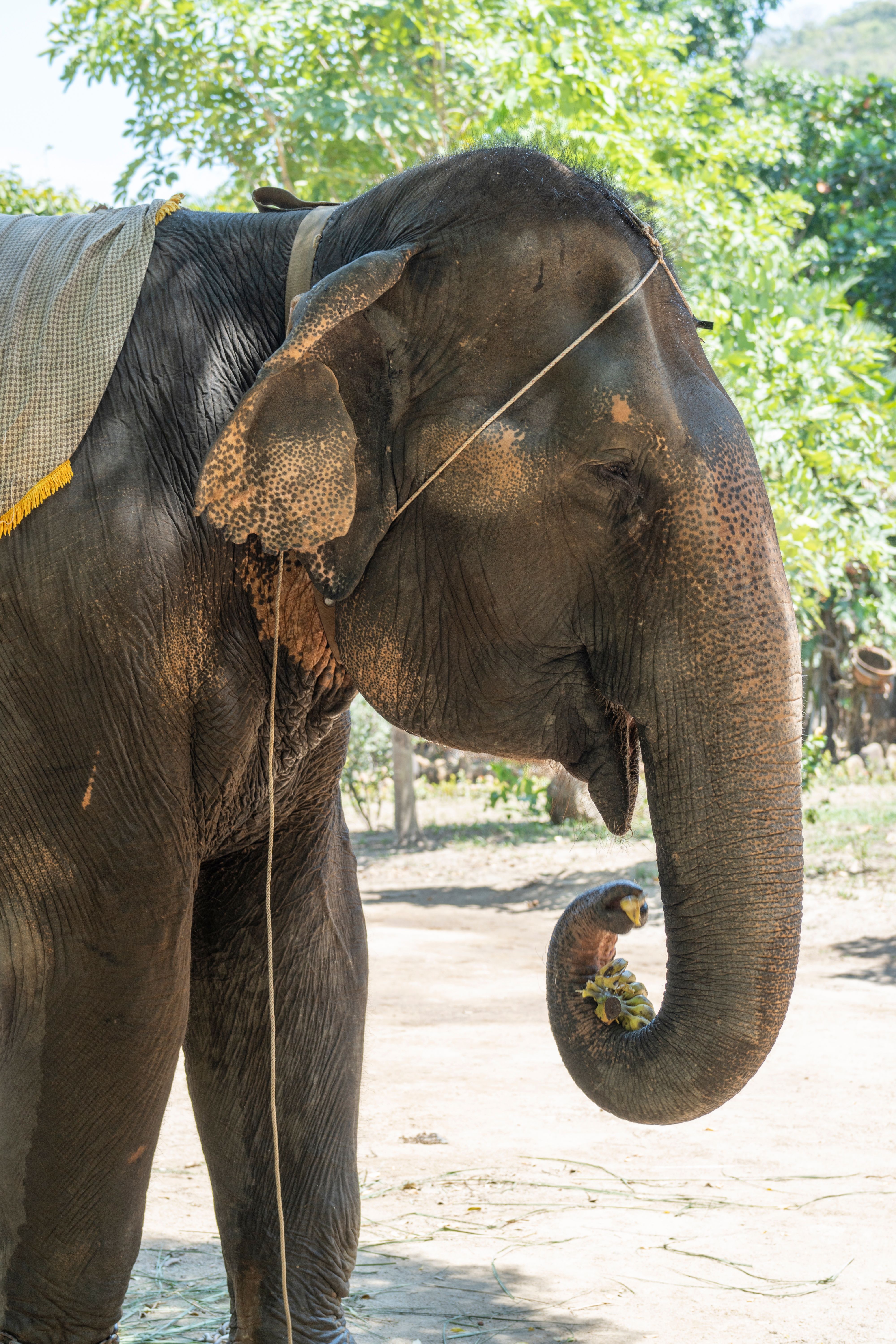Srilankan Domestic Elephant In Kandy Esala Perahera Photography ...