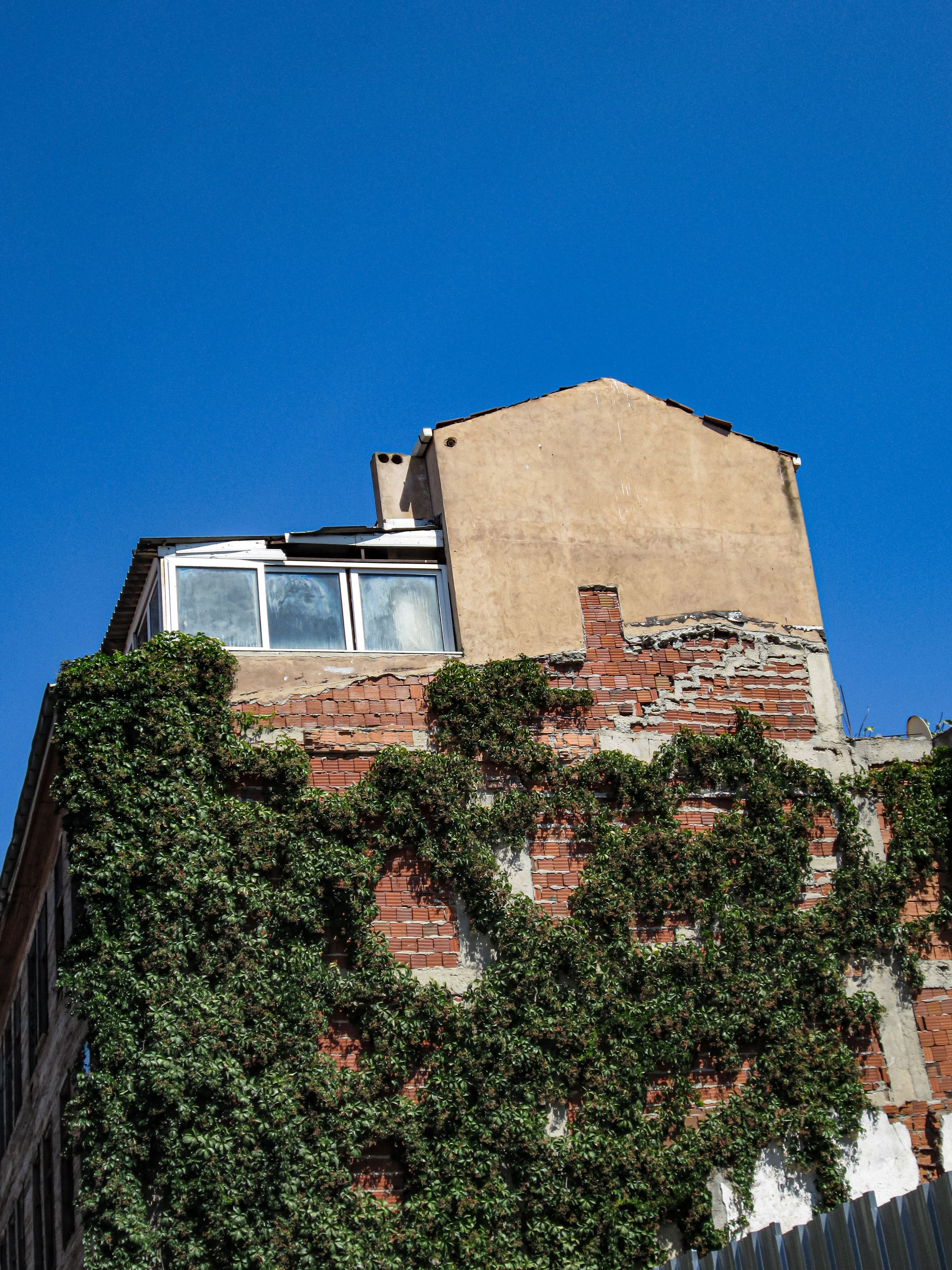 A building with vines growing on it · Free Stock Photo