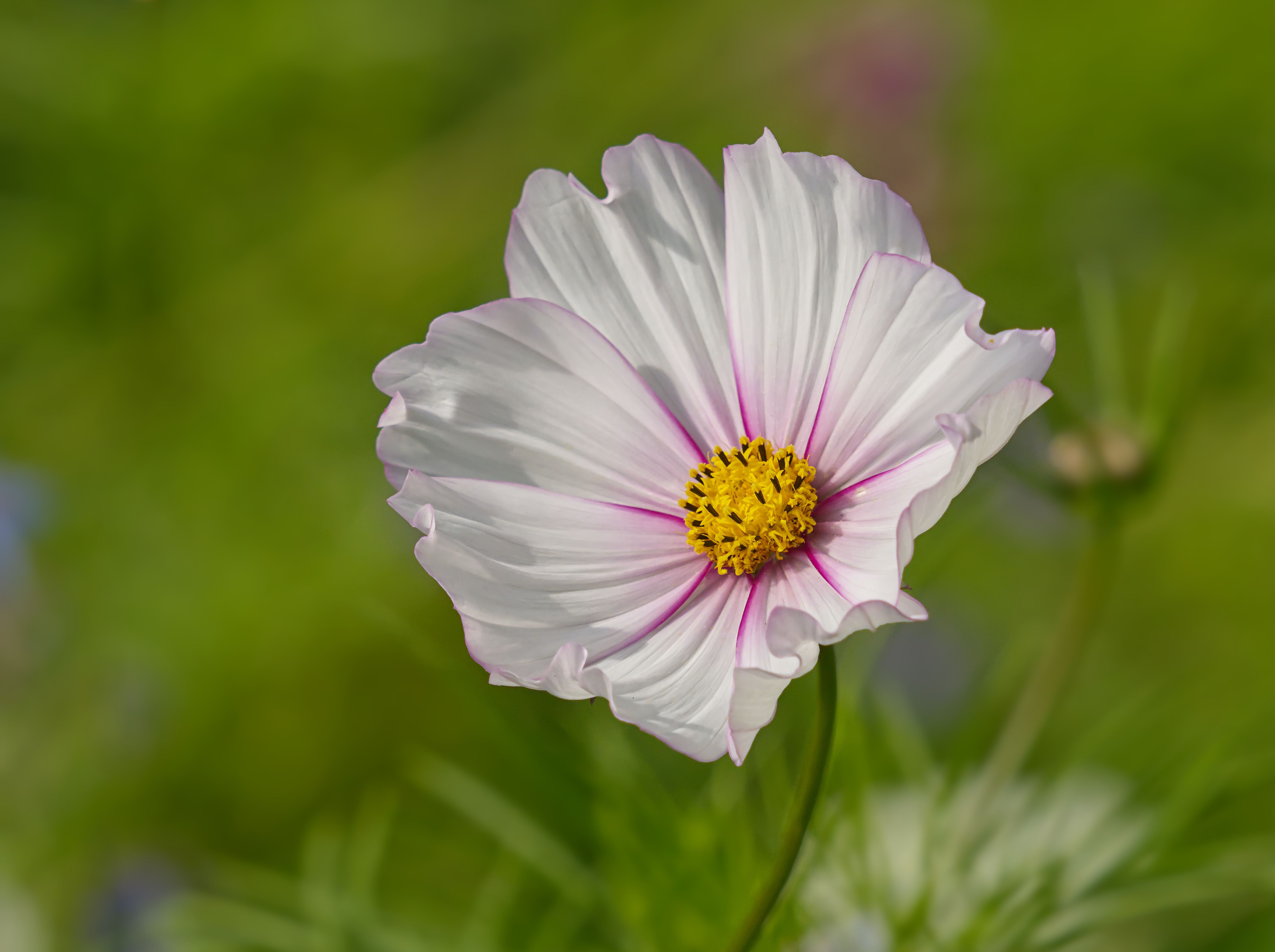 White and purple cosmos. · Free Stock Photo