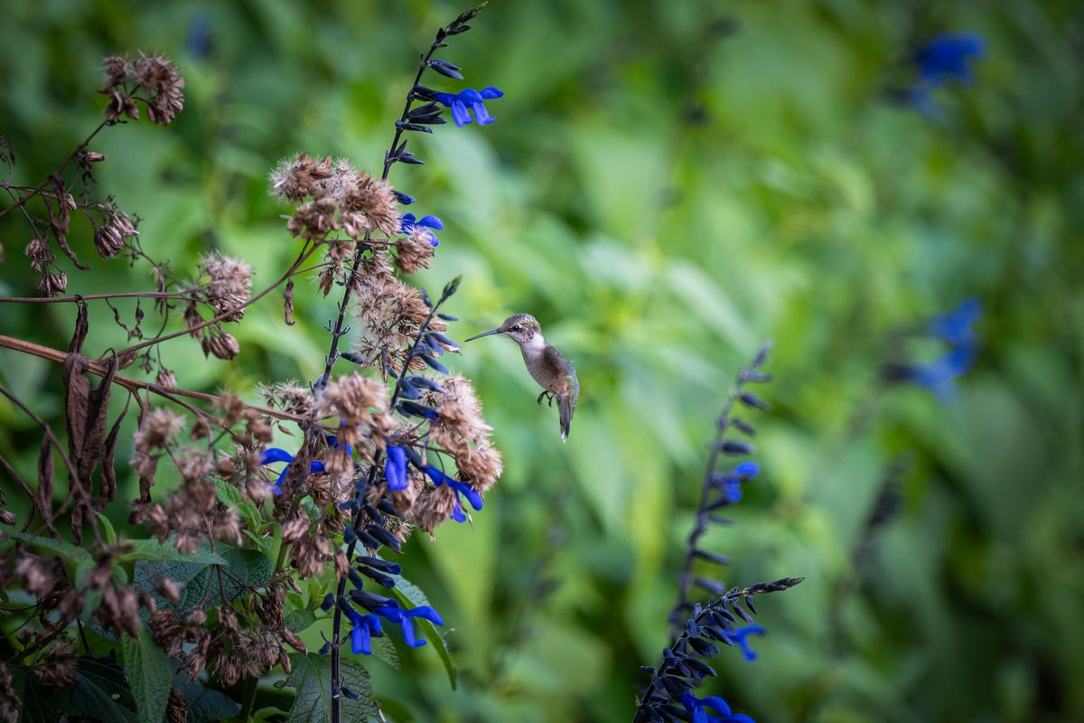 Birds And Flowers Photos, Download The BEST Free Birds And Flowers ...