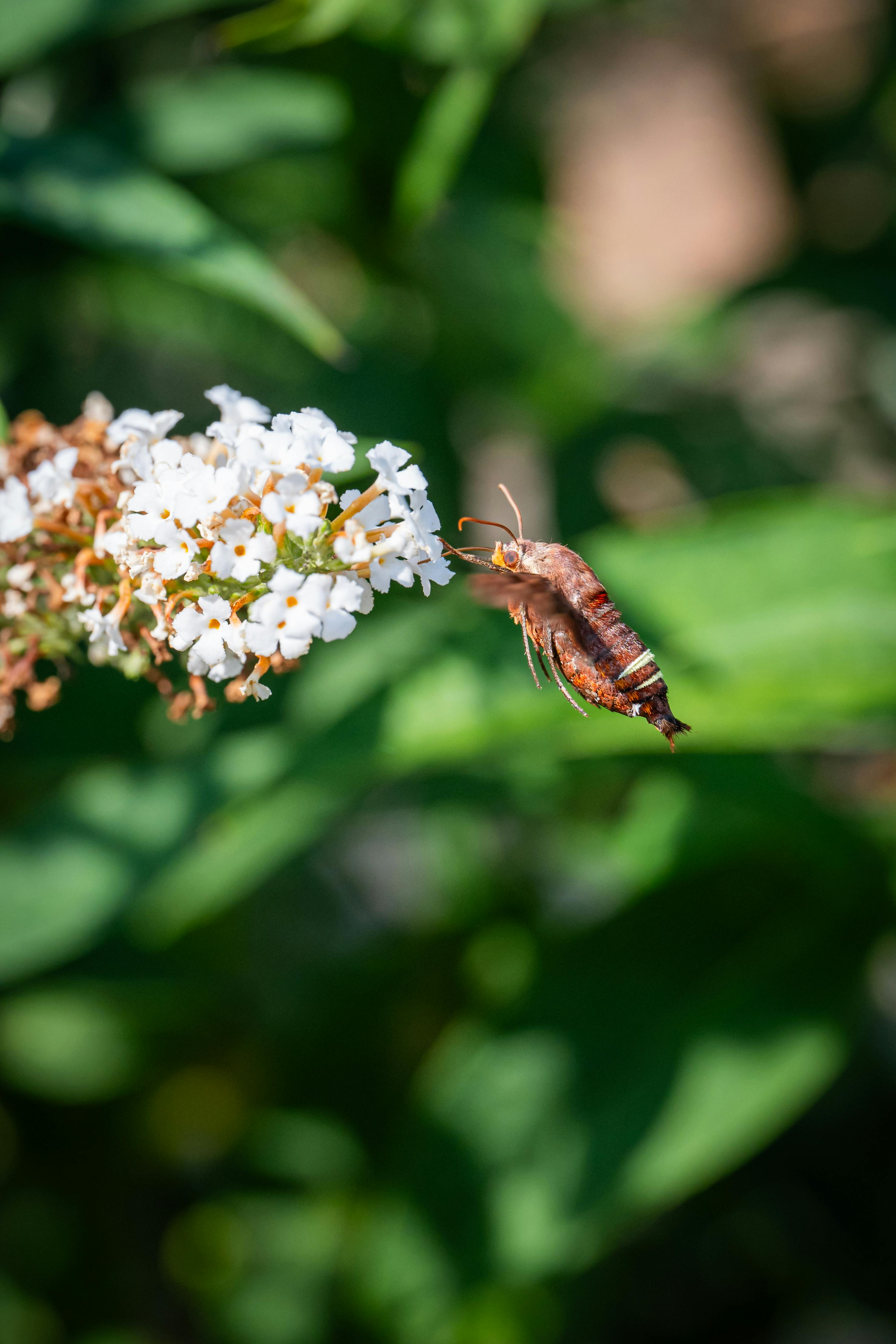 A small brown moth on a flower · Free Stock Photo