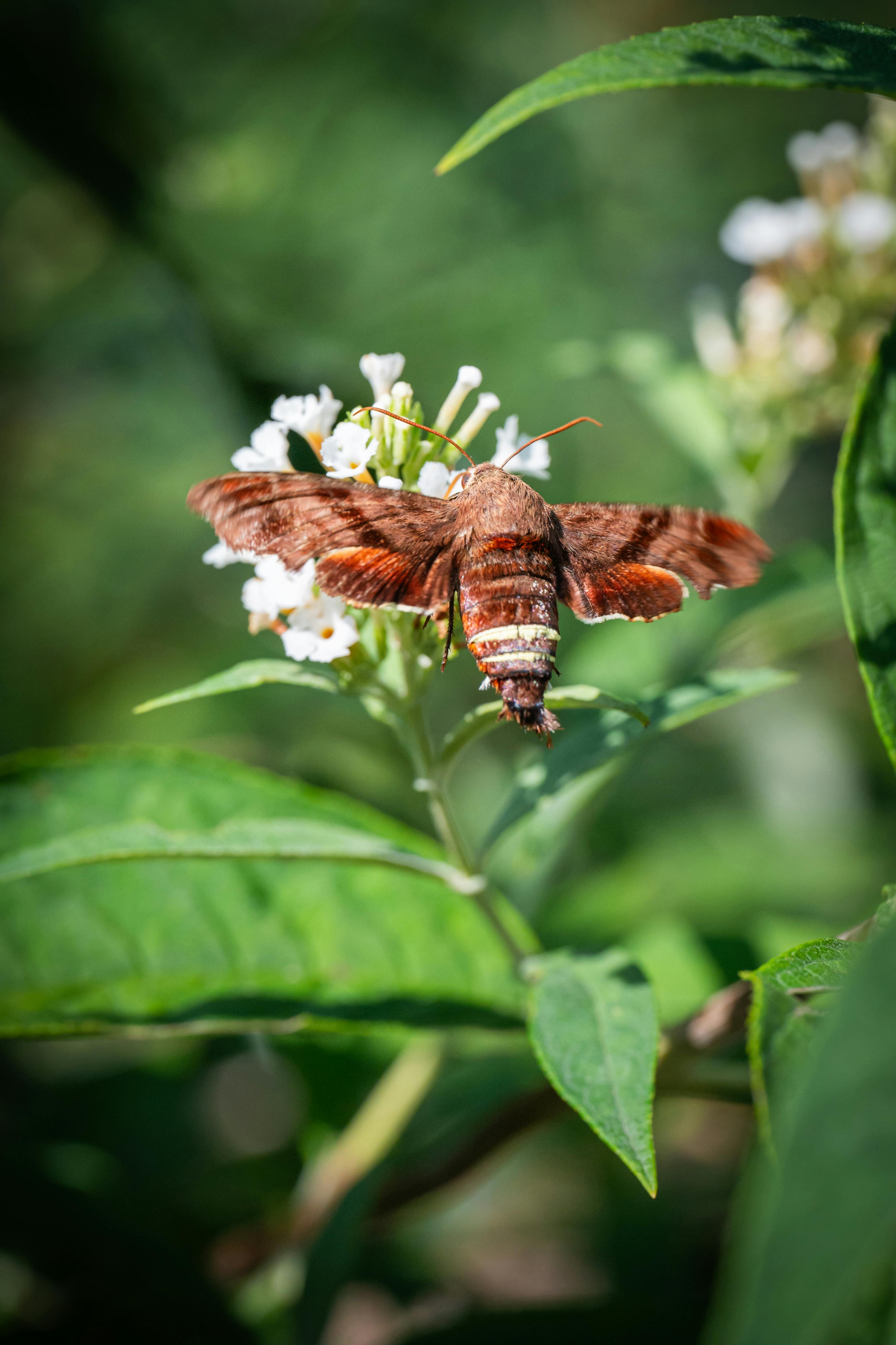 A brown and white moth on a flower · Free Stock Photo