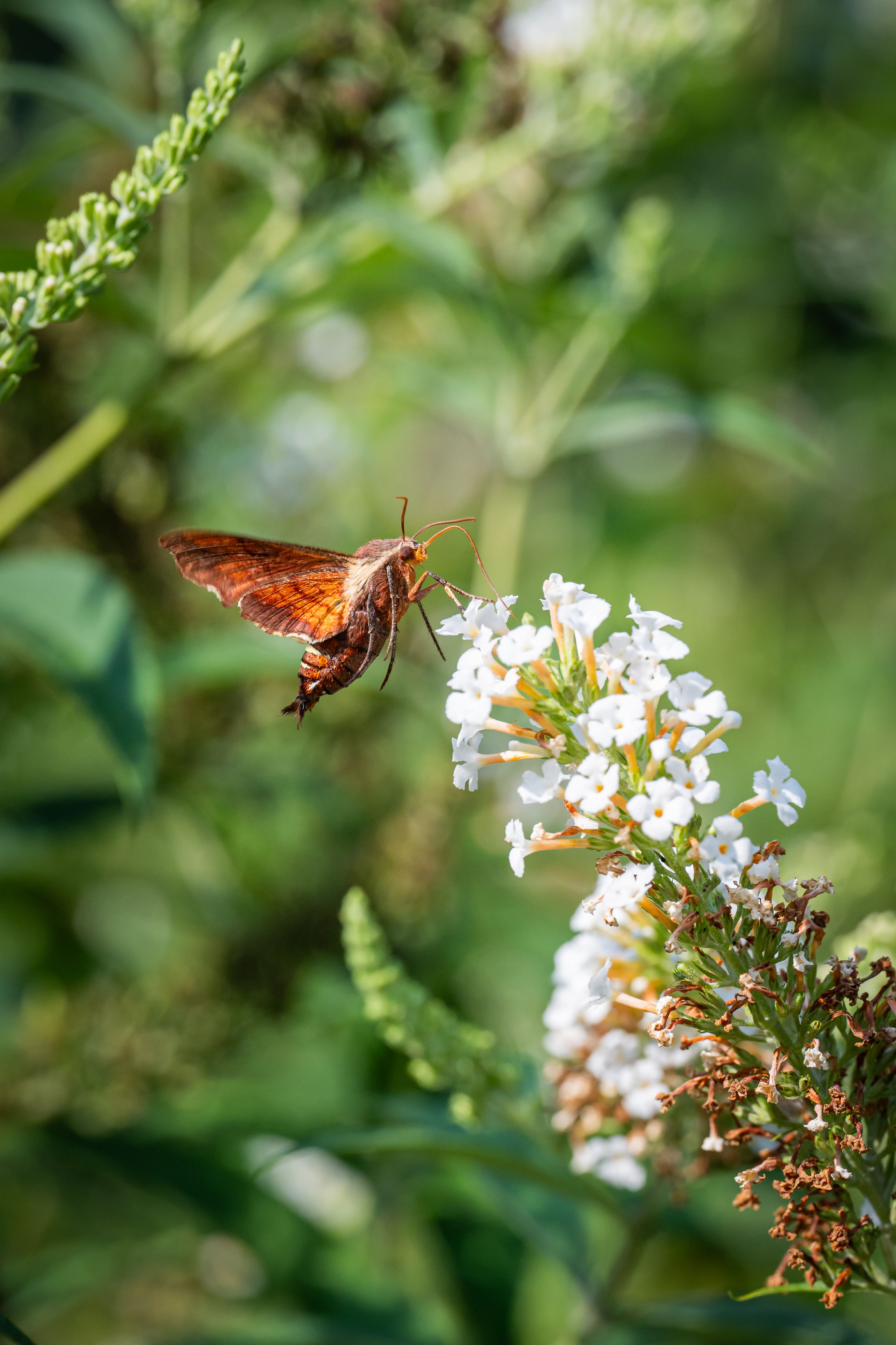 A brown and orange moth flies over a flower · Free Stock Photo