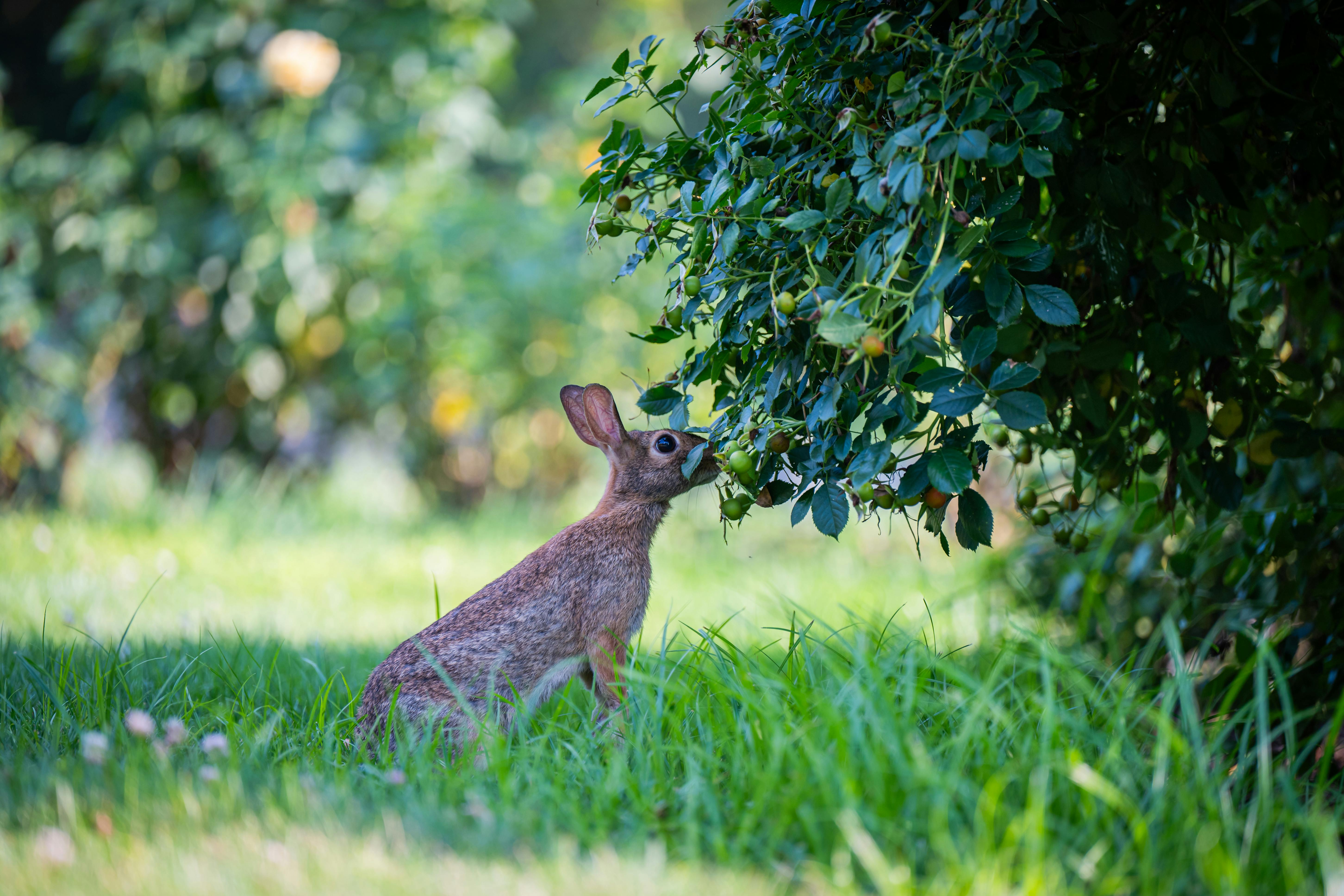 Bunny Rabbit Eating Lobak Photos, Download The BEST Free Bunny Rabbit ...