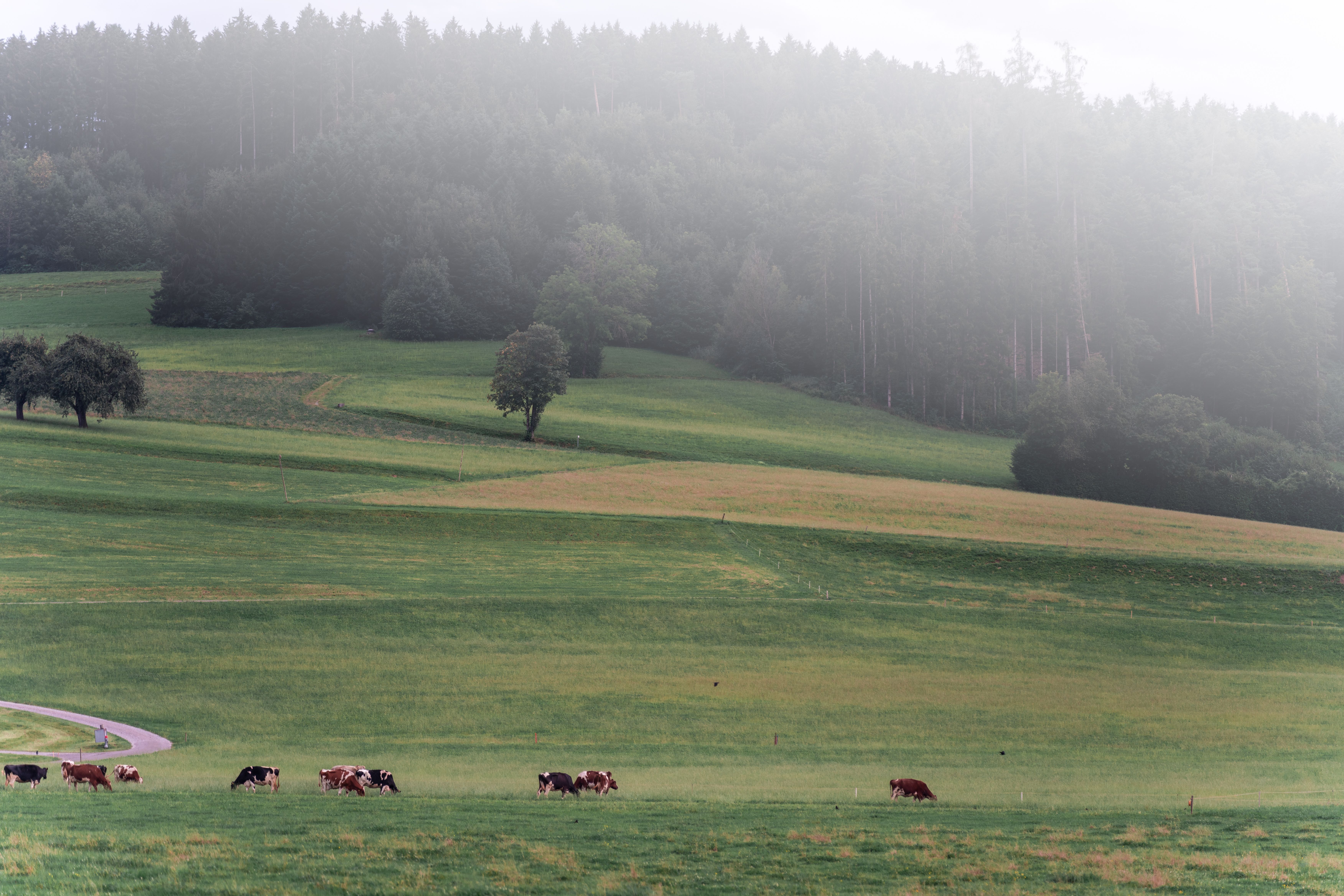 Foto de stock gratuita sobre agricultura, al aire libre, árbol, belleza ...