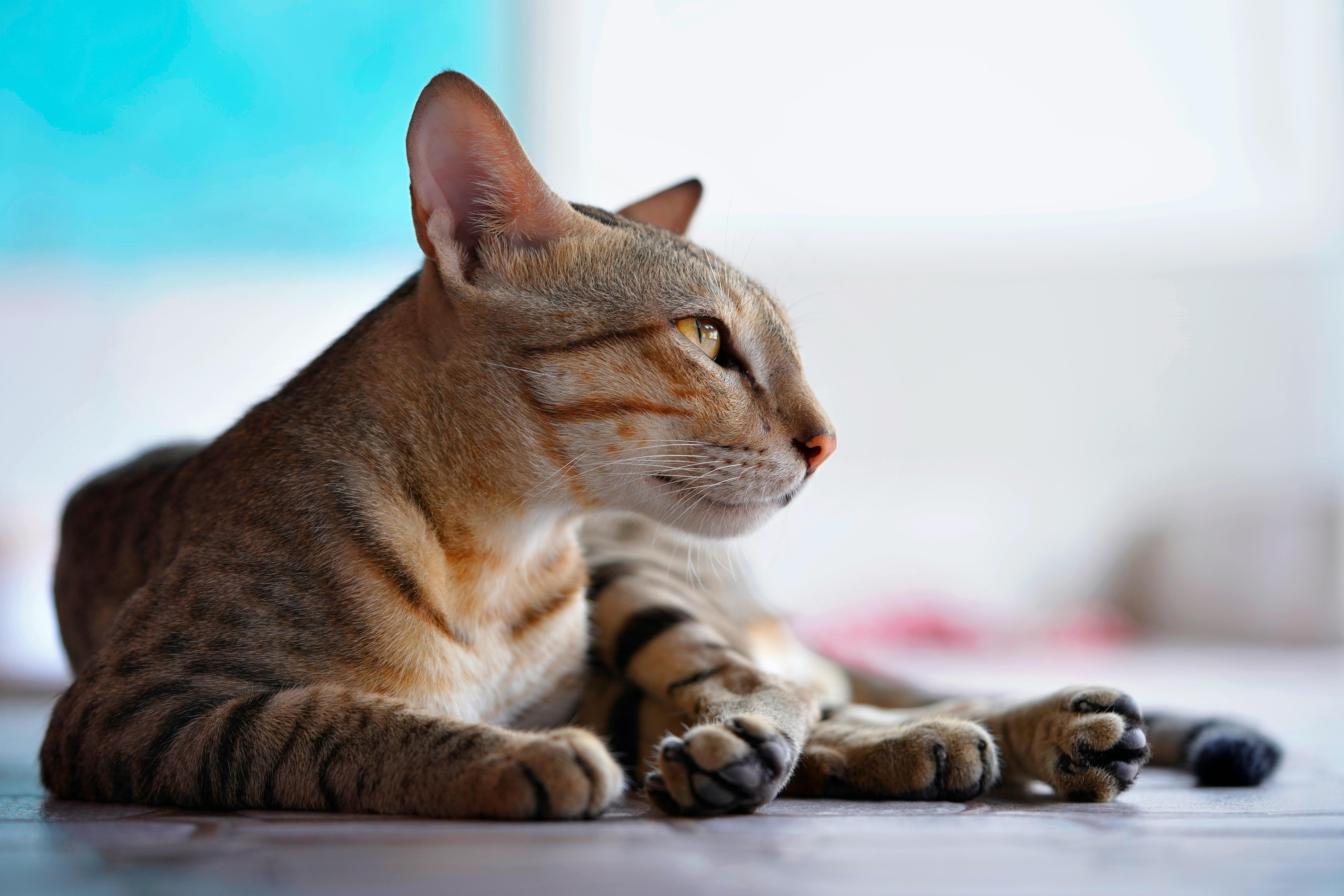 Domestic cat photography · Free Stock Photo